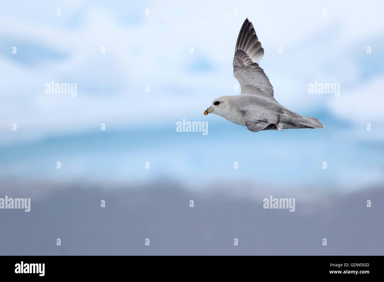 Northern Blue Fulmar in flight over the ice in the Arctic Stock Photo ...