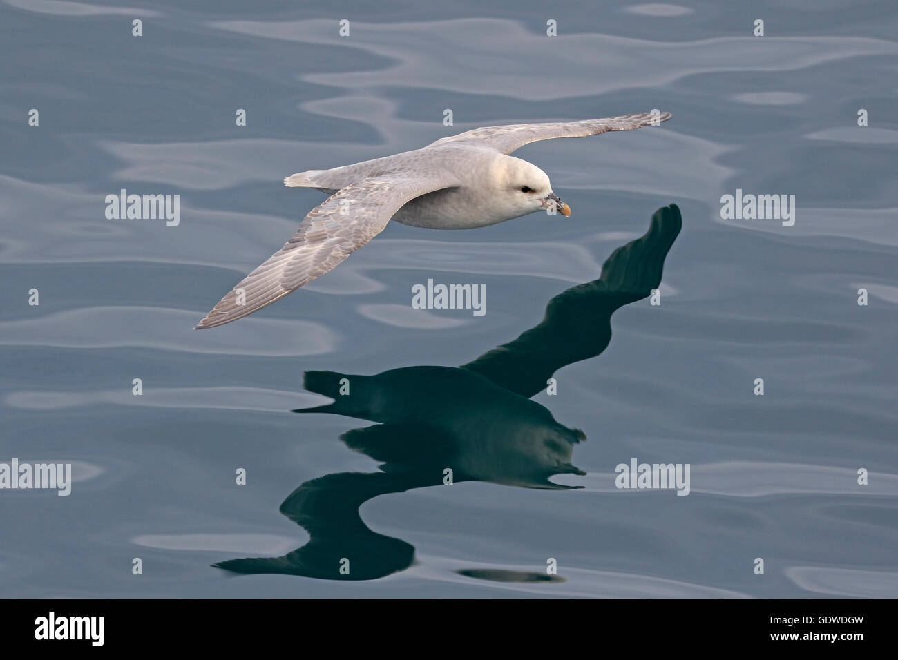Northern Blue Fulmar in flight in the Arctic Stock Photo - Alamy