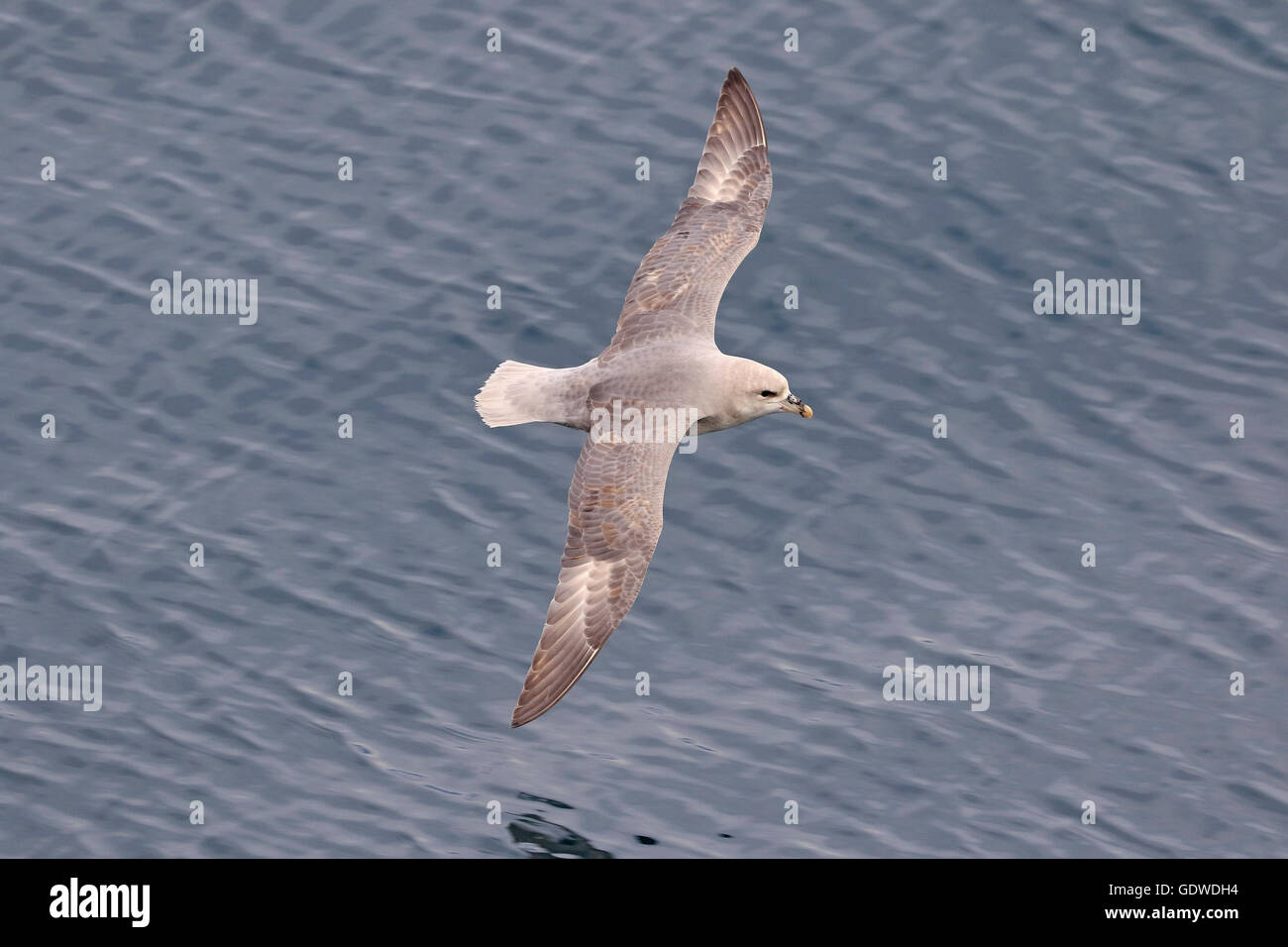 Northern Blue Fulmar in flight in the Arctic Stock Photo - Alamy