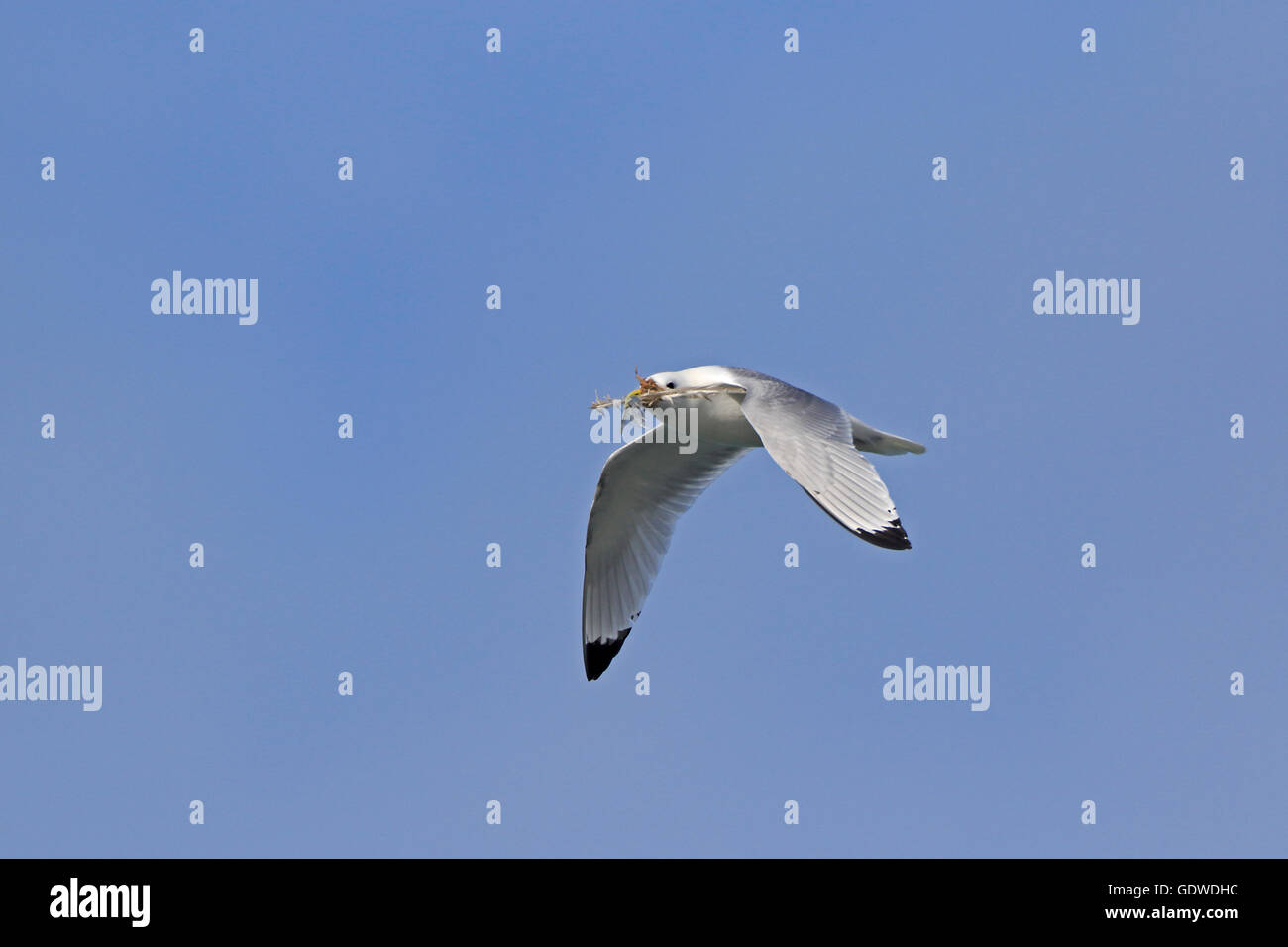 Adult Black Legged Kittiwake in flight carrying nesting material Stock ...