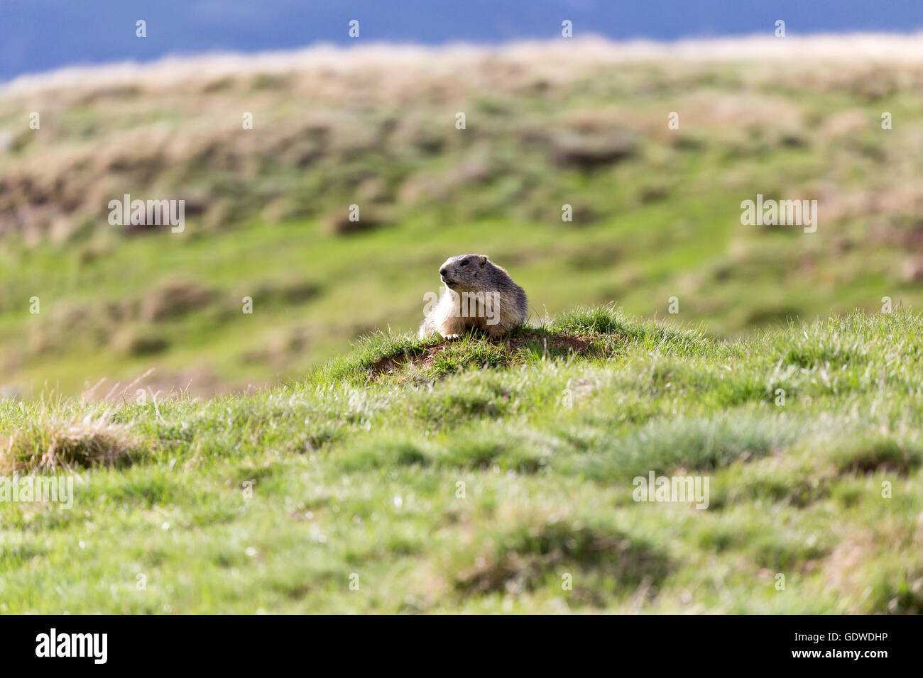 Wild marmot marmota groundhog hi-res stock photography and images - Alamy