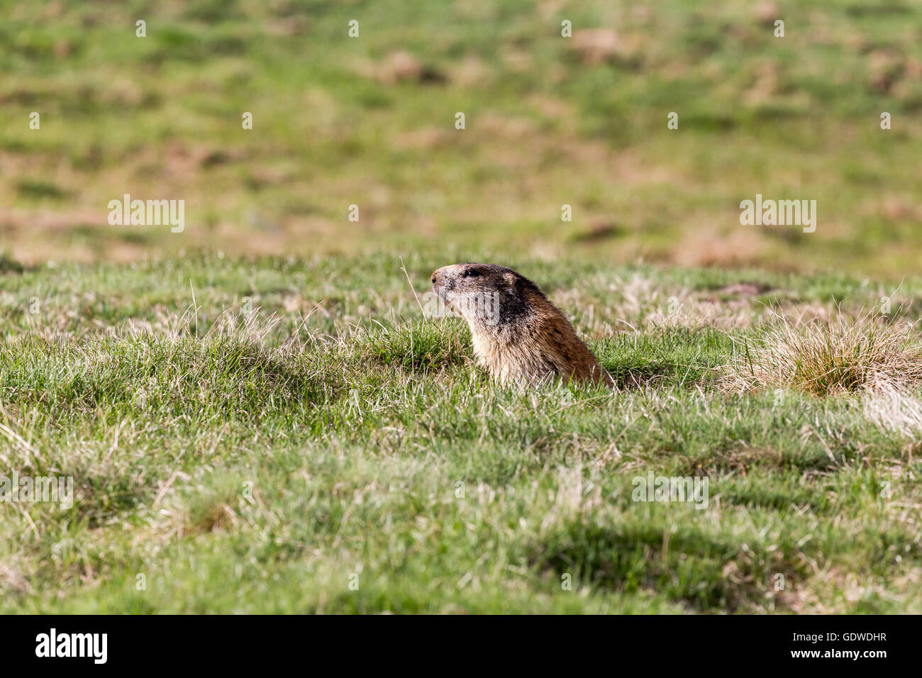 Wild marmot marmota groundhog hi-res stock photography and images - Alamy