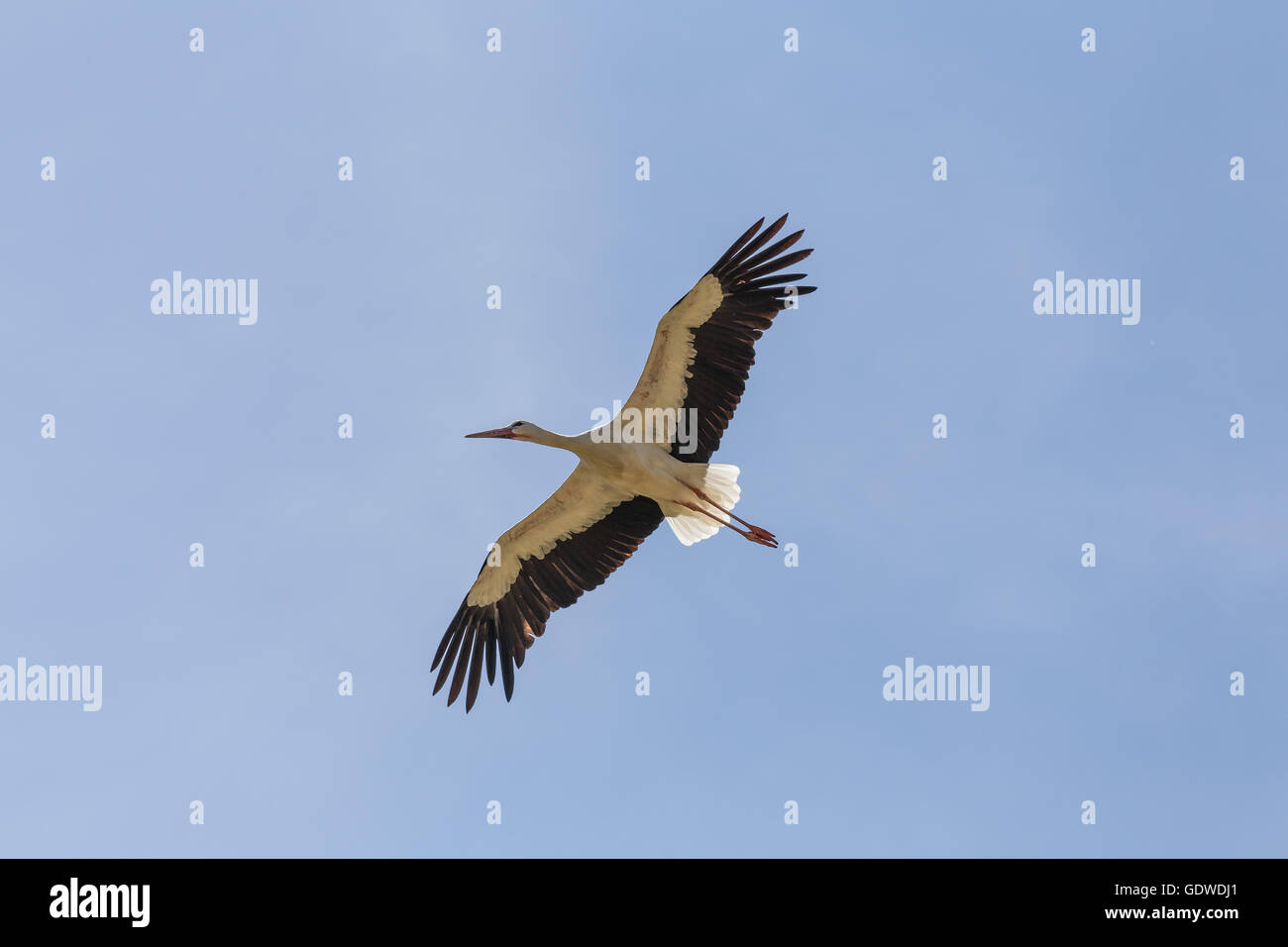 White stork flying in blue sky hi-res stock photography and images - Alamy