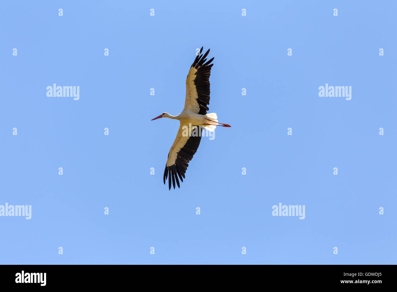 Stork flying in the sky hi-res stock photography and images - Alamy