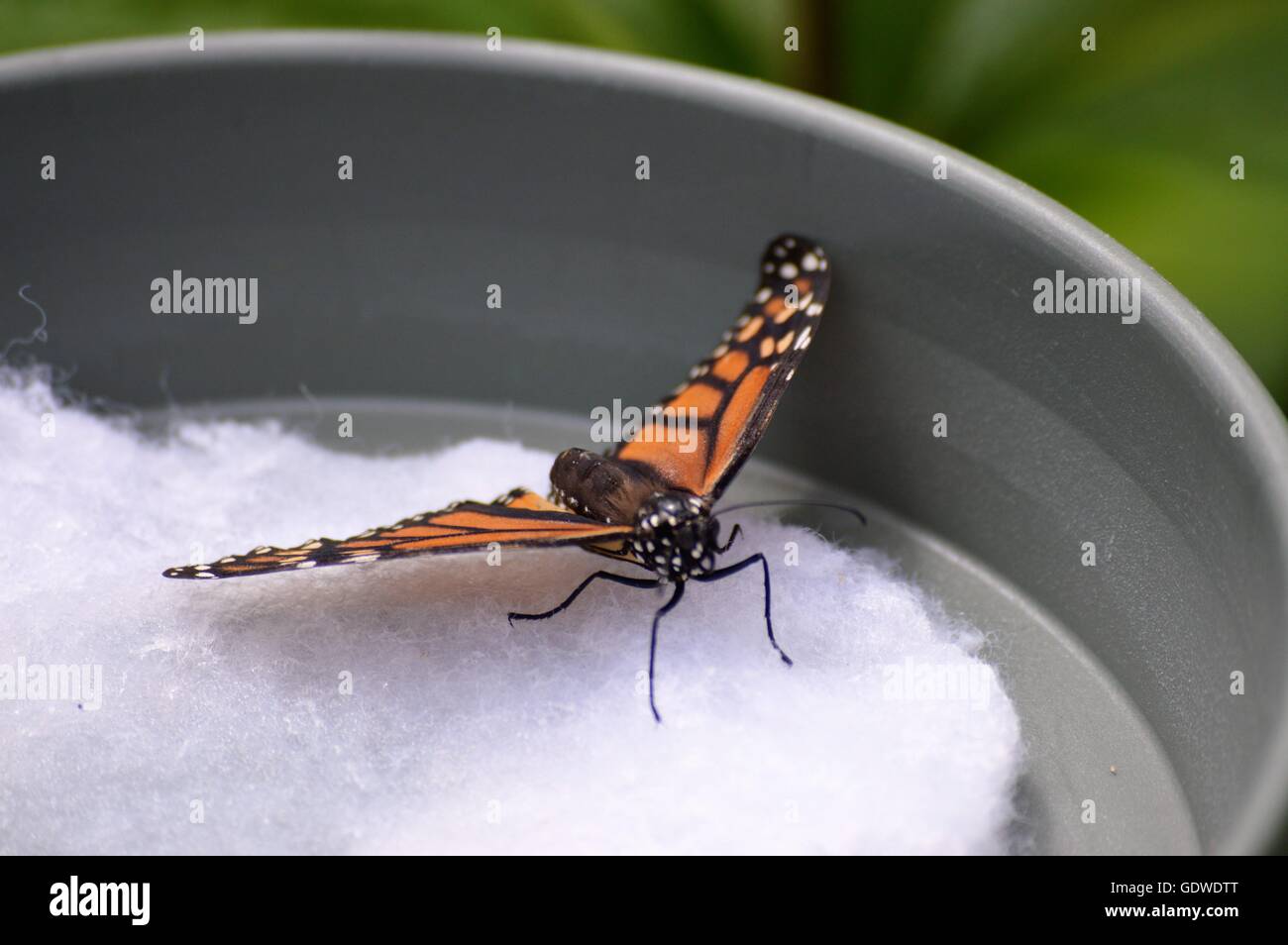 Monarch butterfly on ice Stock Photo - Alamy