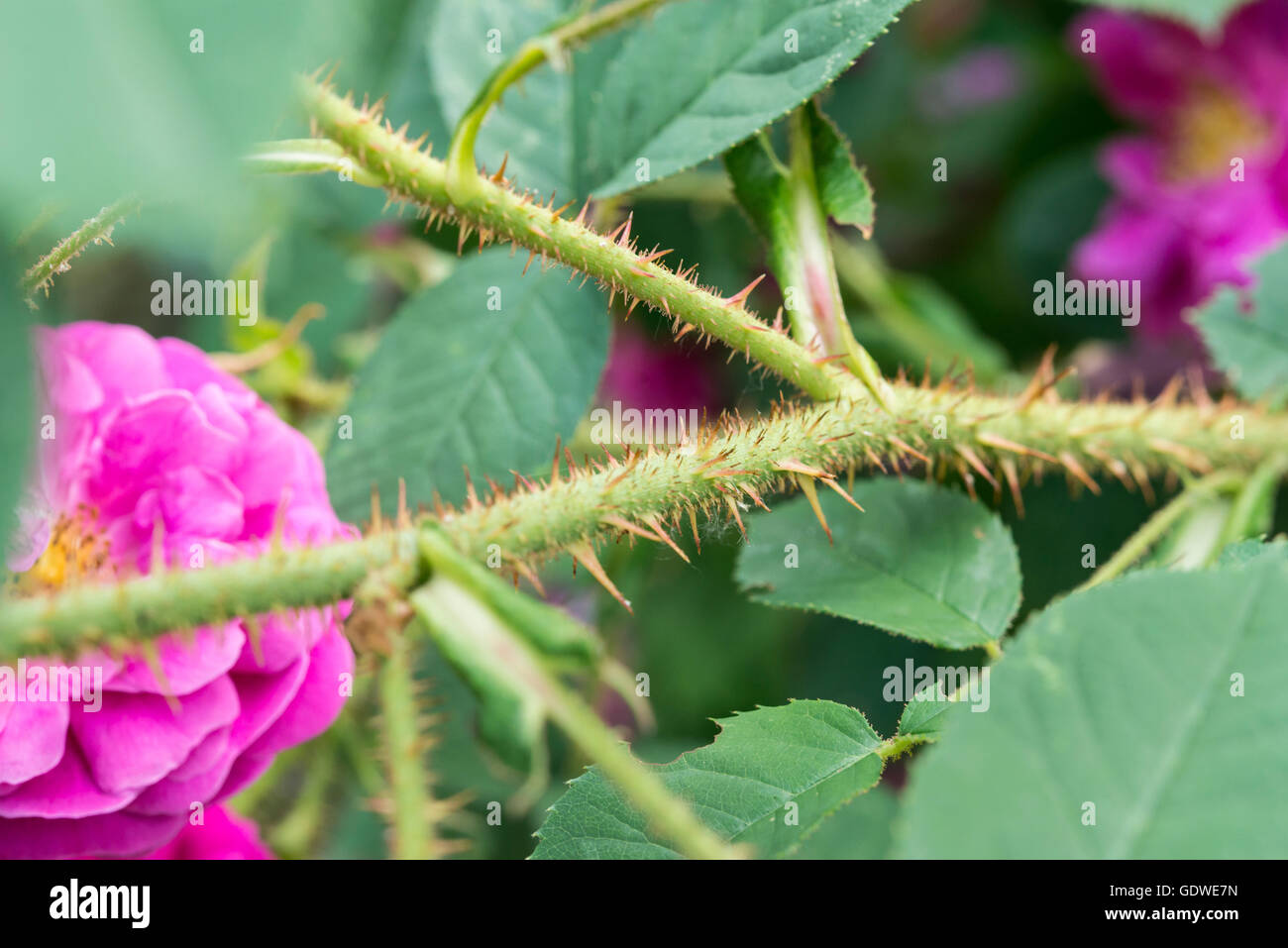 Hugh rose hi-res stock photography and images - Alamy