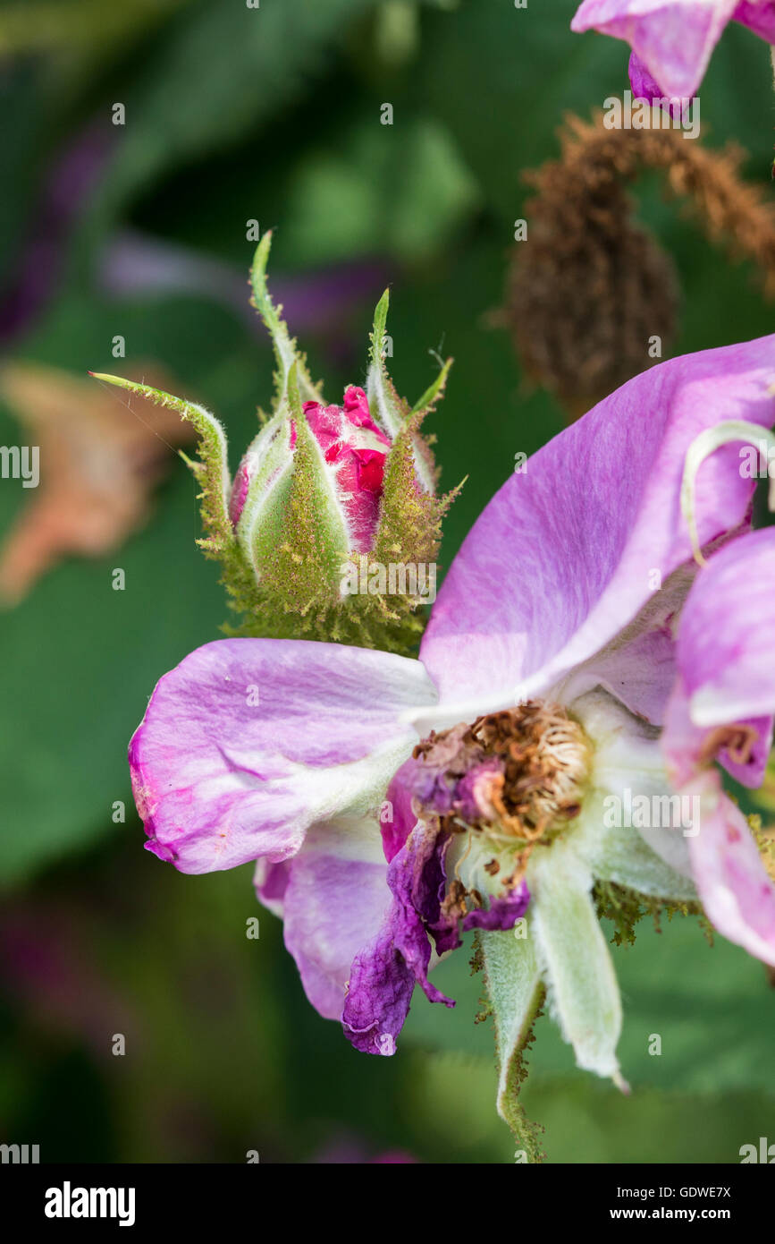 Closed Rose Bud High Resolution Stock Photography and Images - Alamy