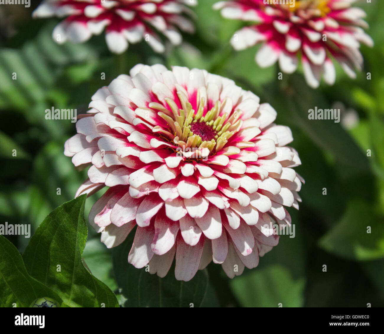 Flower at Biltmore Estate Stock Photo - Alamy