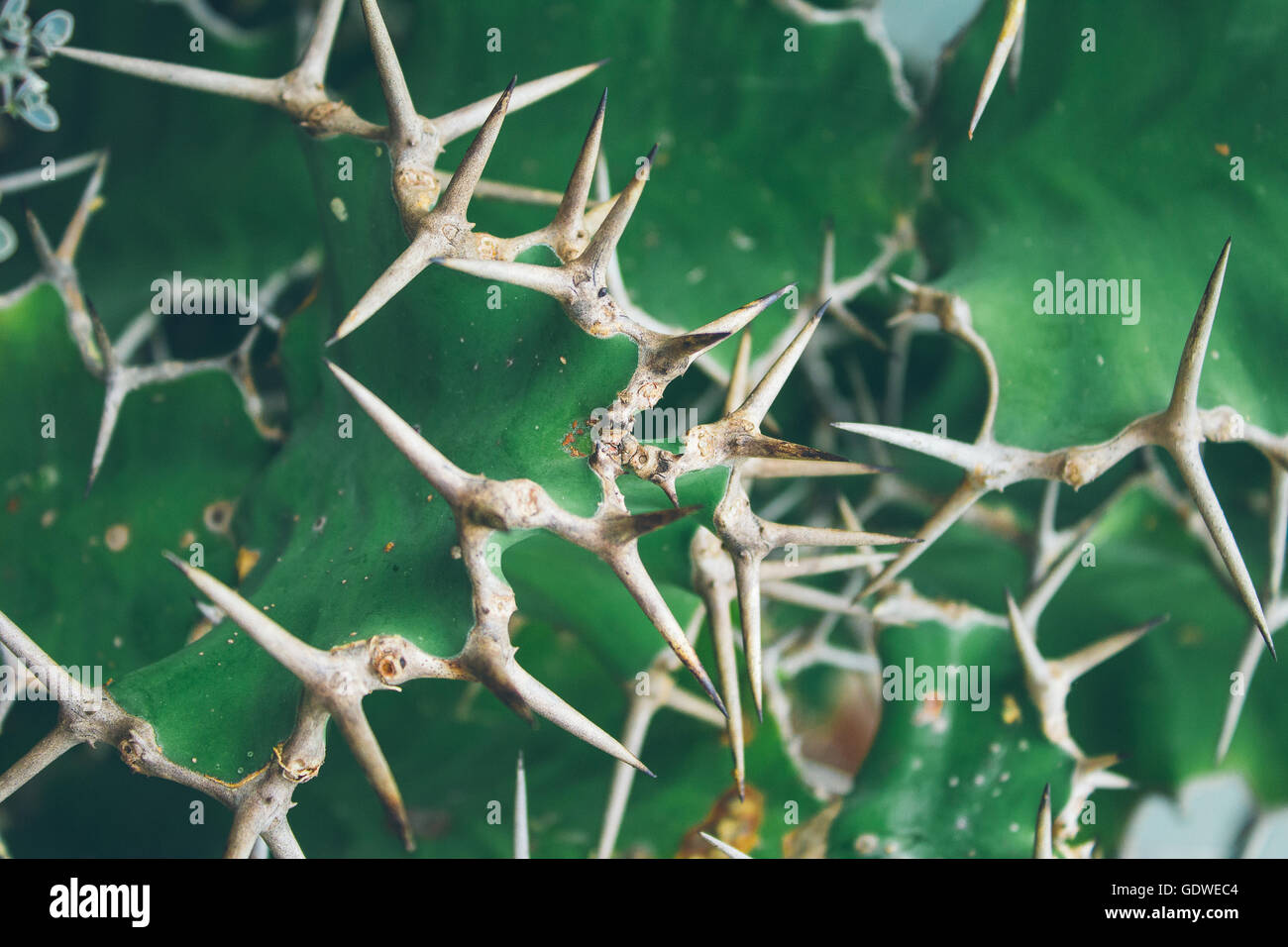 spikes on a cactus Stock Photo - Alamy