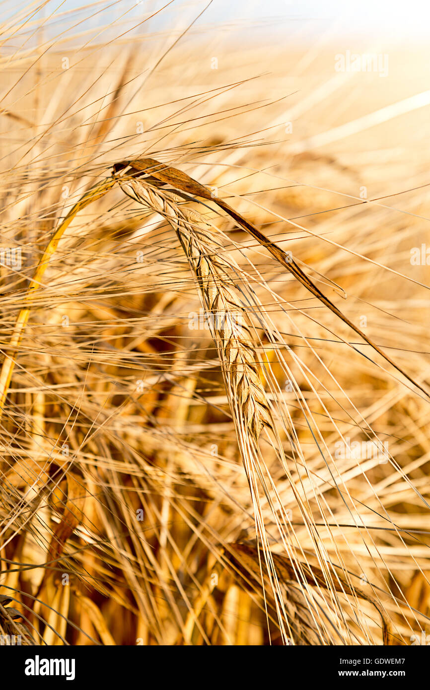 Barley malt hi-res stock photography and images - Alamy