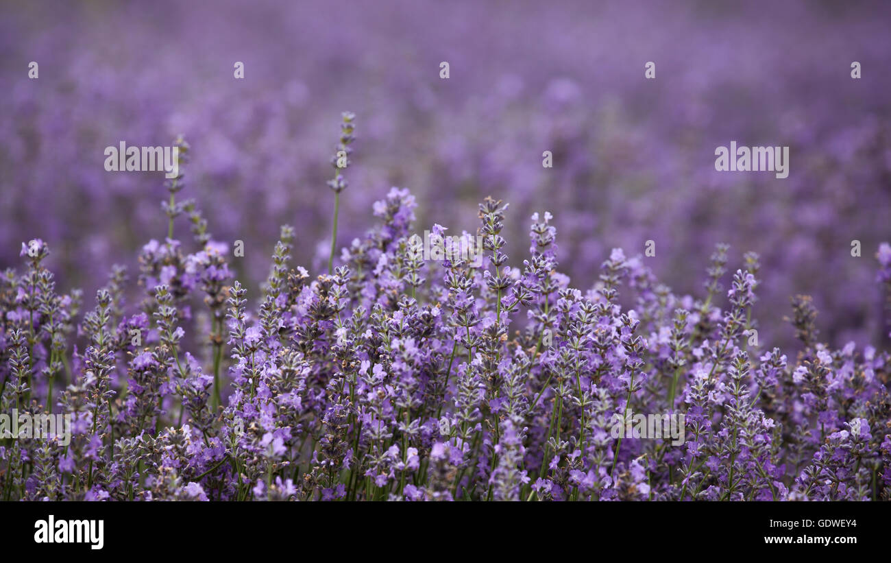 Crop flower hi-res stock photography and images - Alamy