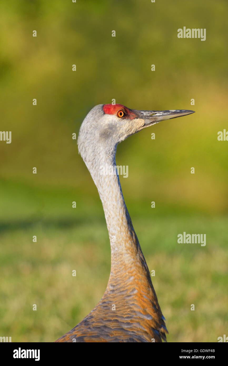 Close up of sandhill crane with head turned to right. Copy space on ...
