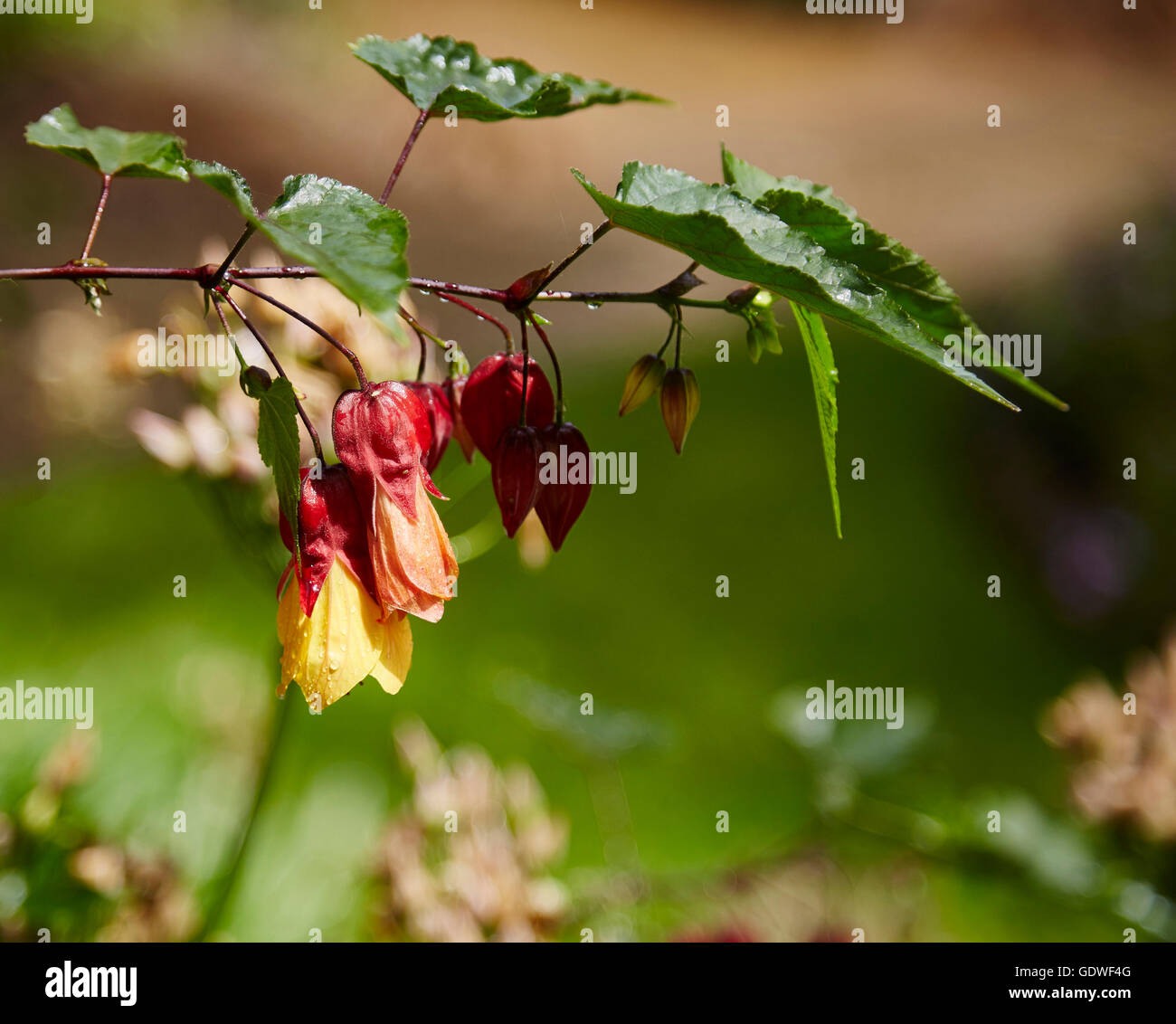 Flowers of Abutilon,yellow bell flower in a garden Stock Photo - Alamy