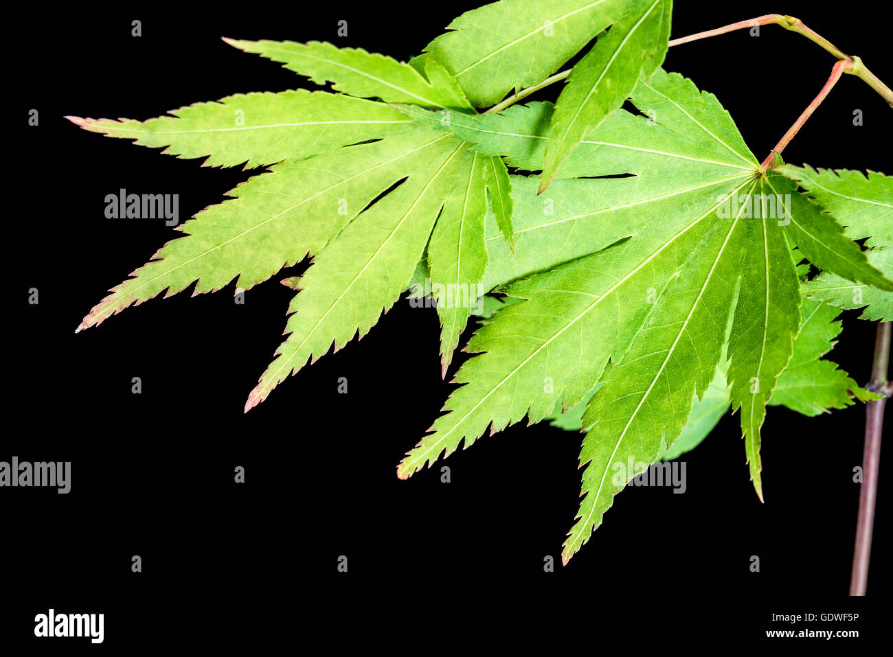 Light green maple tree leaves Stock Photo - Alamy