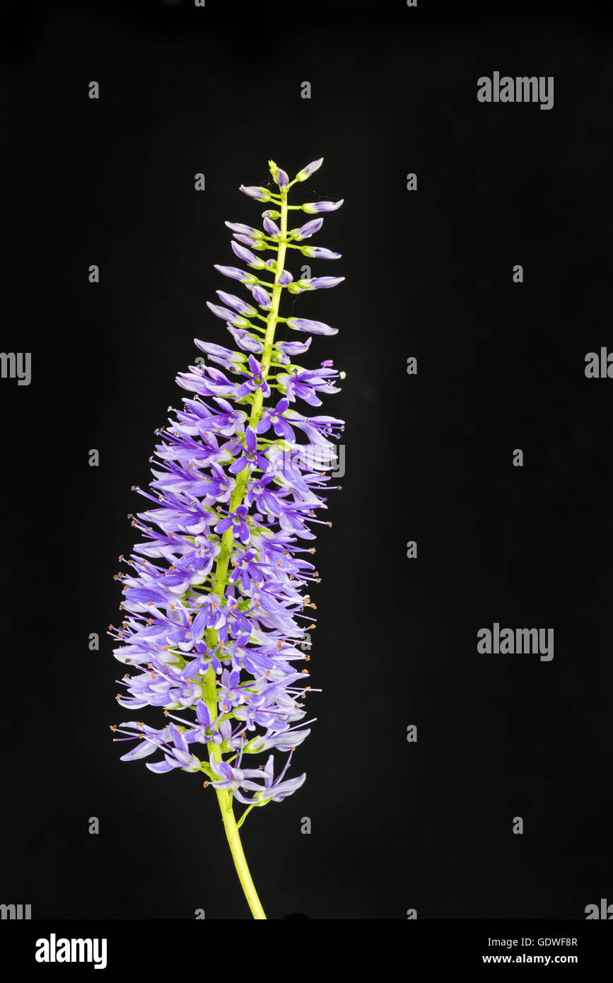 Small flowers burgeon on a single stalk Stock Photo - Alamy
