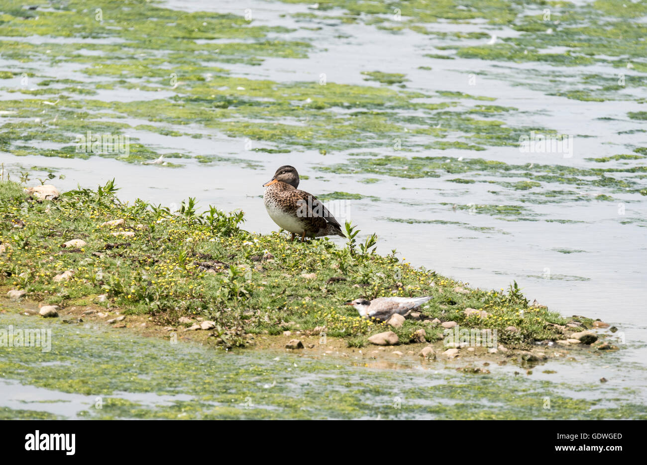 A female Gadwall duck on the water's edge Stock Photo - Alamy
