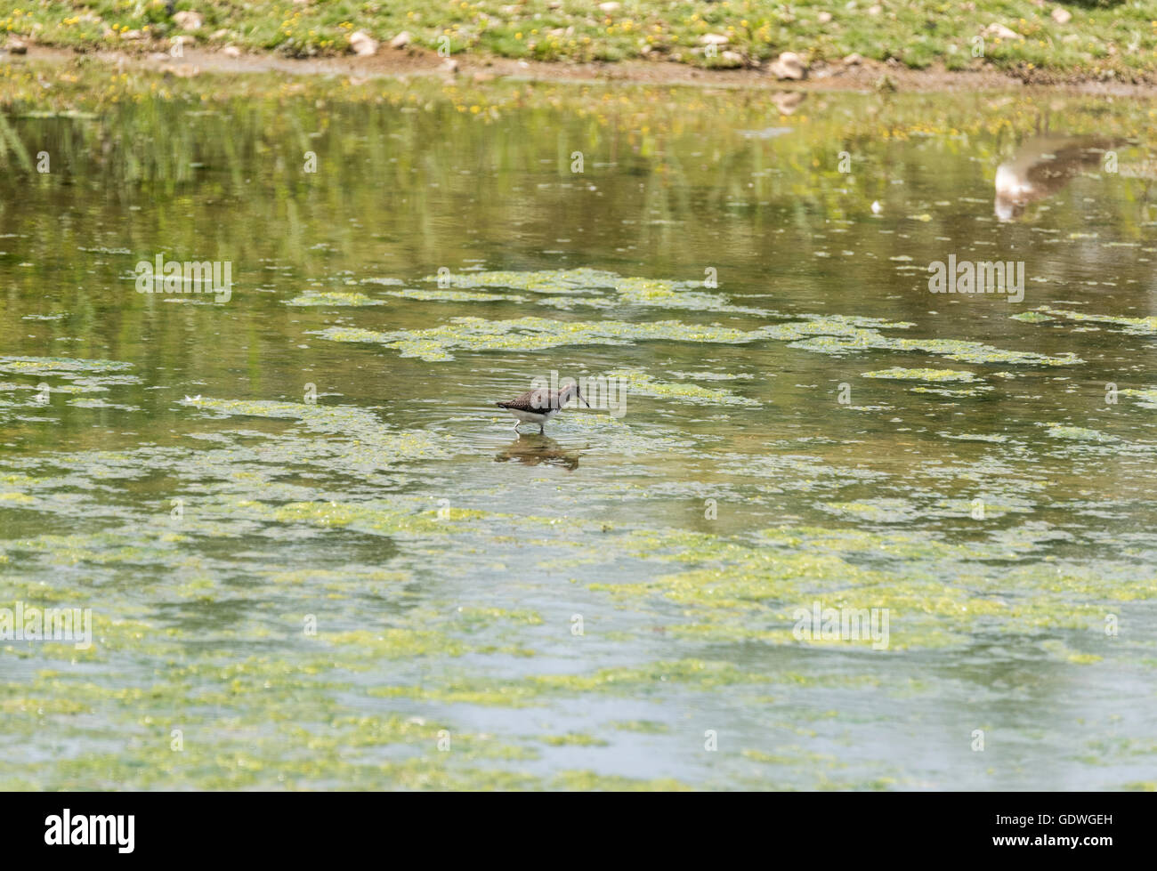 A Green Sandpiper feeding Stock Photo - Alamy