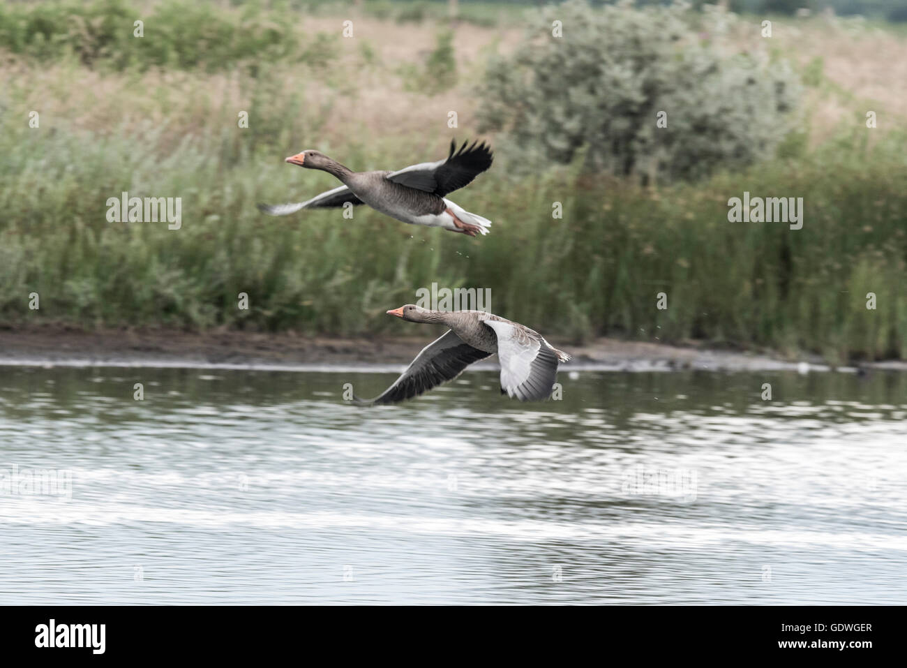 Flying greylag geese hi-res stock photography and images - Alamy