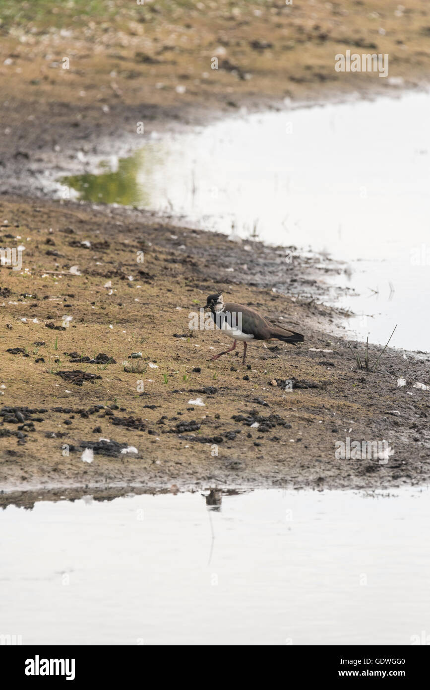 Lapwing lapwings hi-res stock photography and images - Alamy