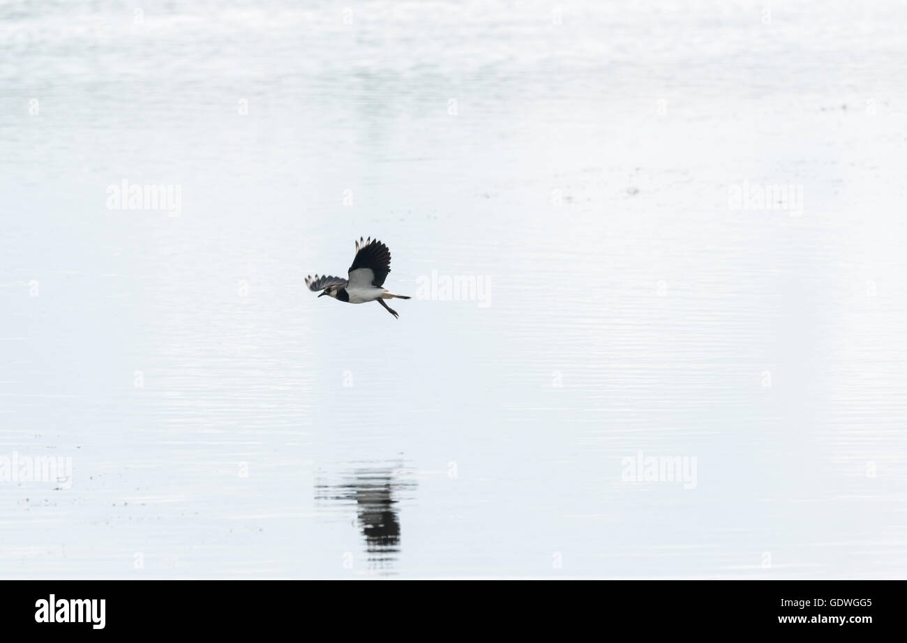 A Lapwing flying across water Stock Photo - Alamy