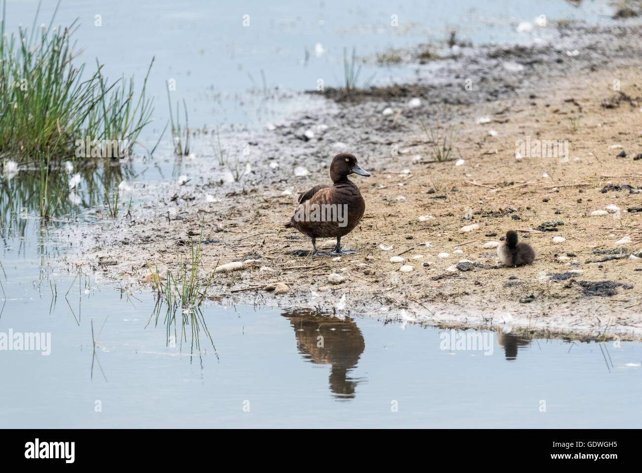 A female Tufted Duck with a single chick Stock Photo - Alamy