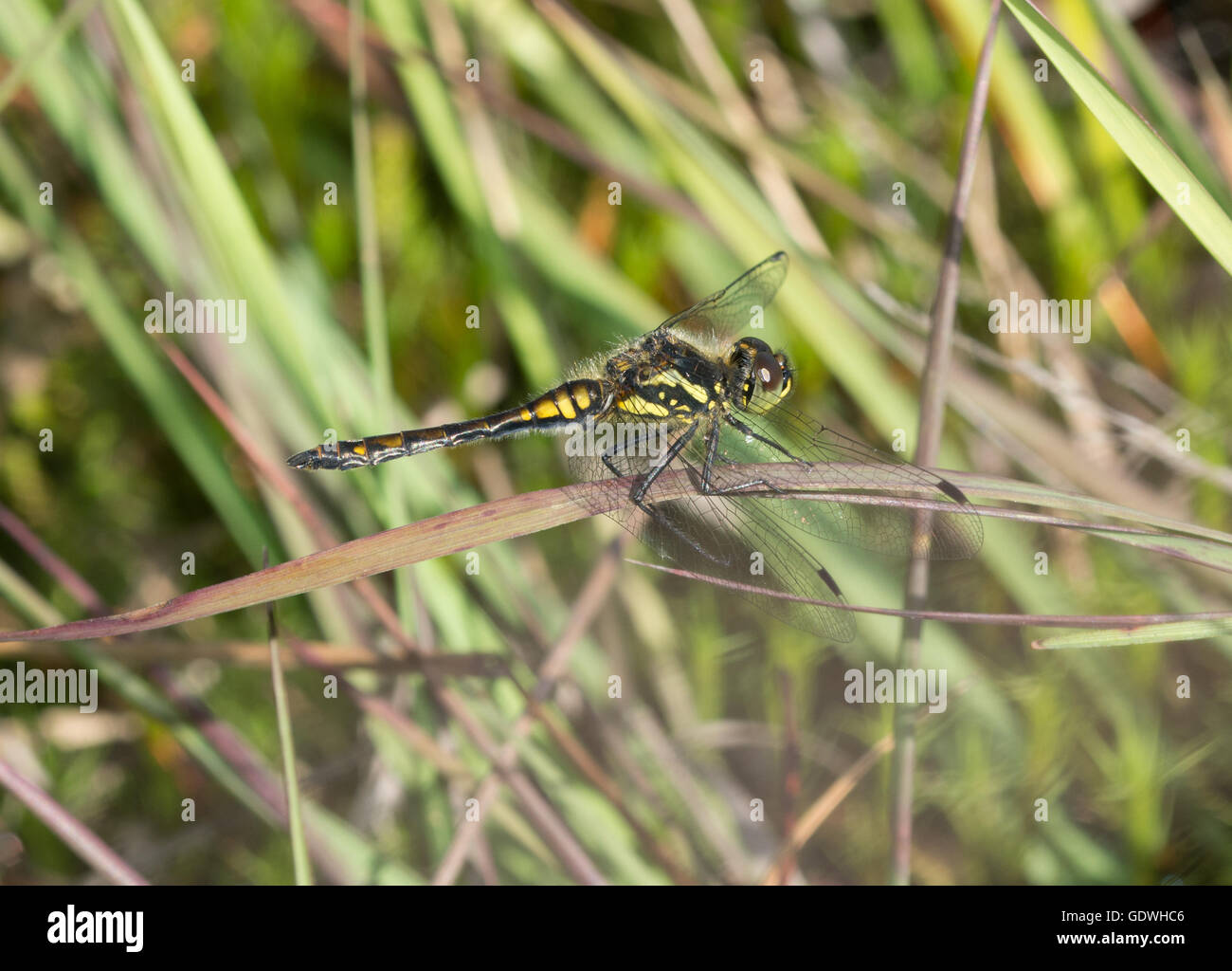 Black darter dragonfly (Sympetrum danae) (male immature) in Surrey ...