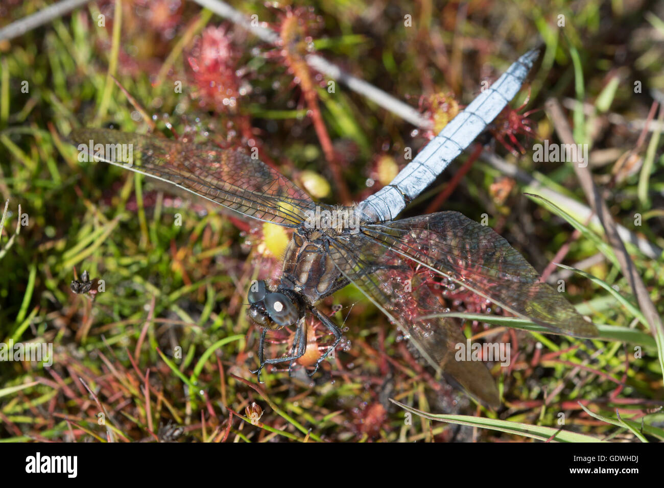 Keeled skimmer dragonfly trapped by the carnivorous plant, round-leaved ...