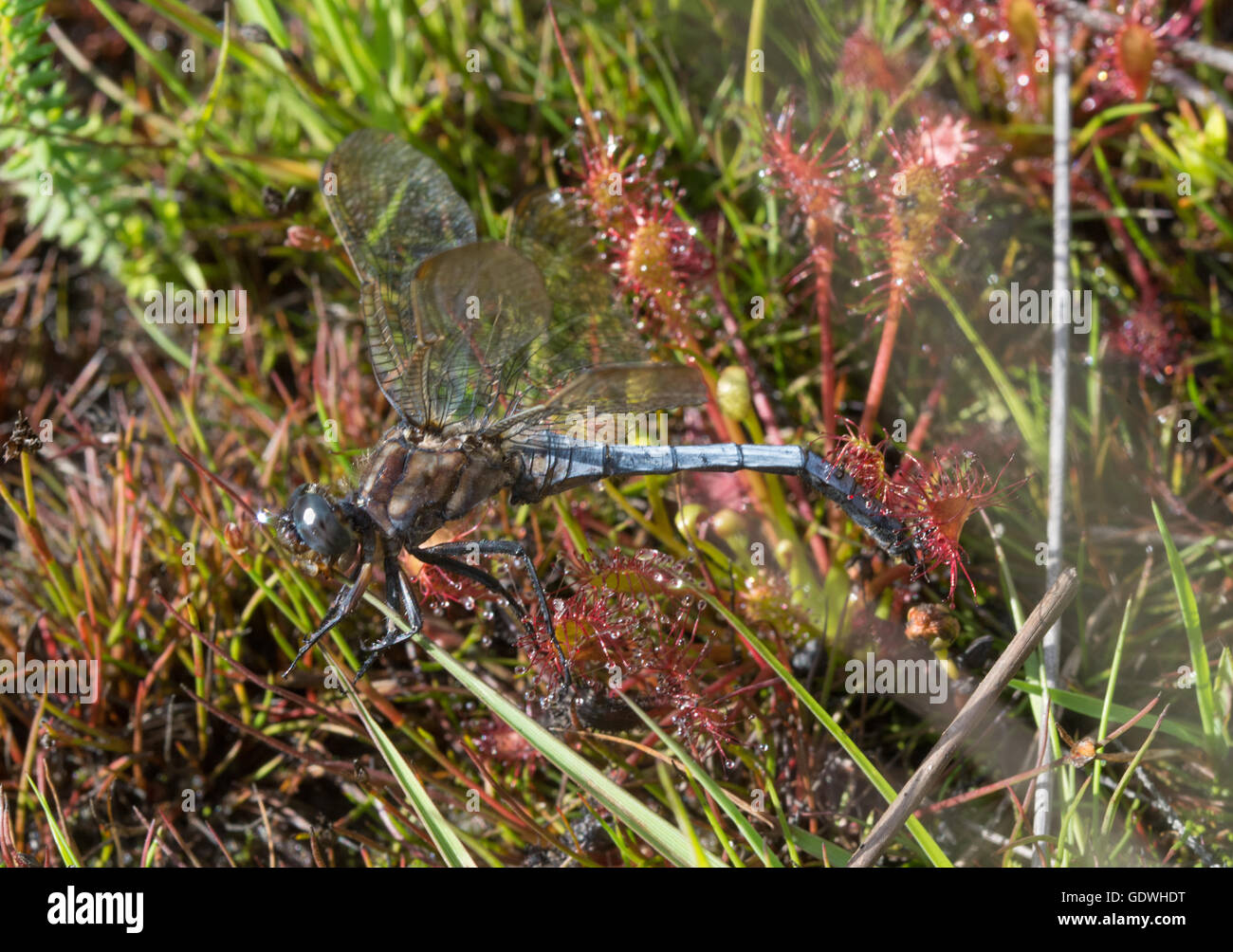 Sundew insect england hi-res stock photography and images - Alamy