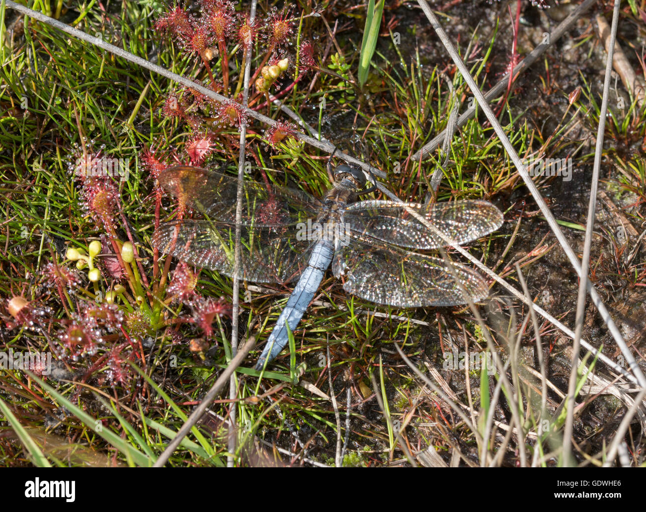 Keeled skimmer dragonfly trapped by the carnivorous plant, round-leaved ...