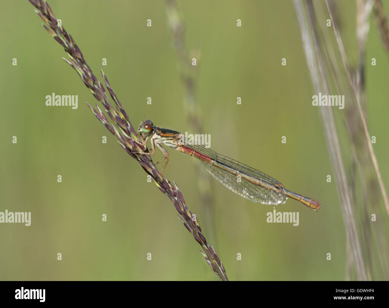 Form typica hi-res stock photography and images - Alamy