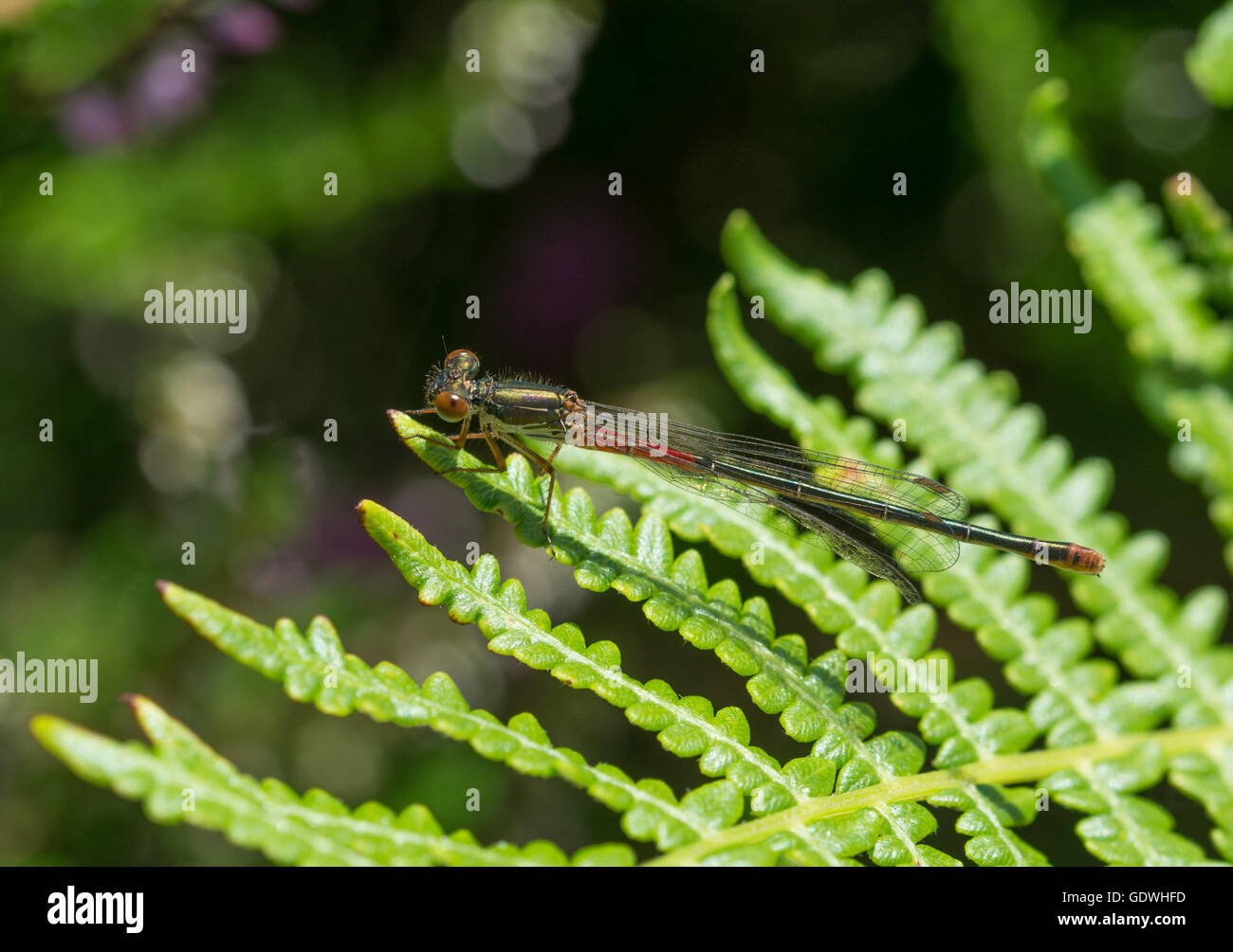 Female small red damselfly (Ceriagrion tenellum) (form typica) on ...