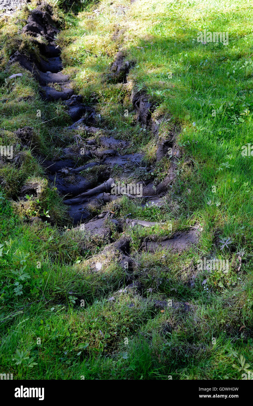 wheeled tractor trail in the forest,vertical Stock Photo - Alamy