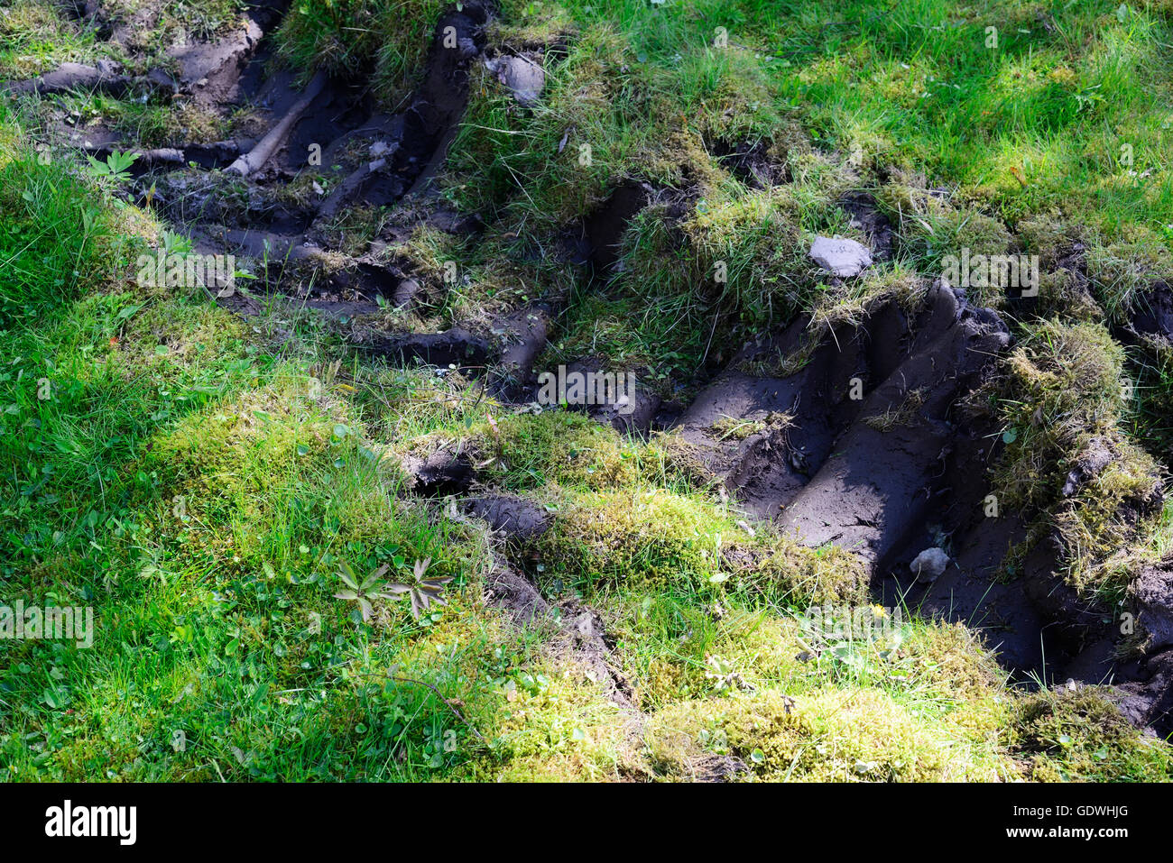 wheeled tractor trail in the forest, horizontal Stock Photo - Alamy