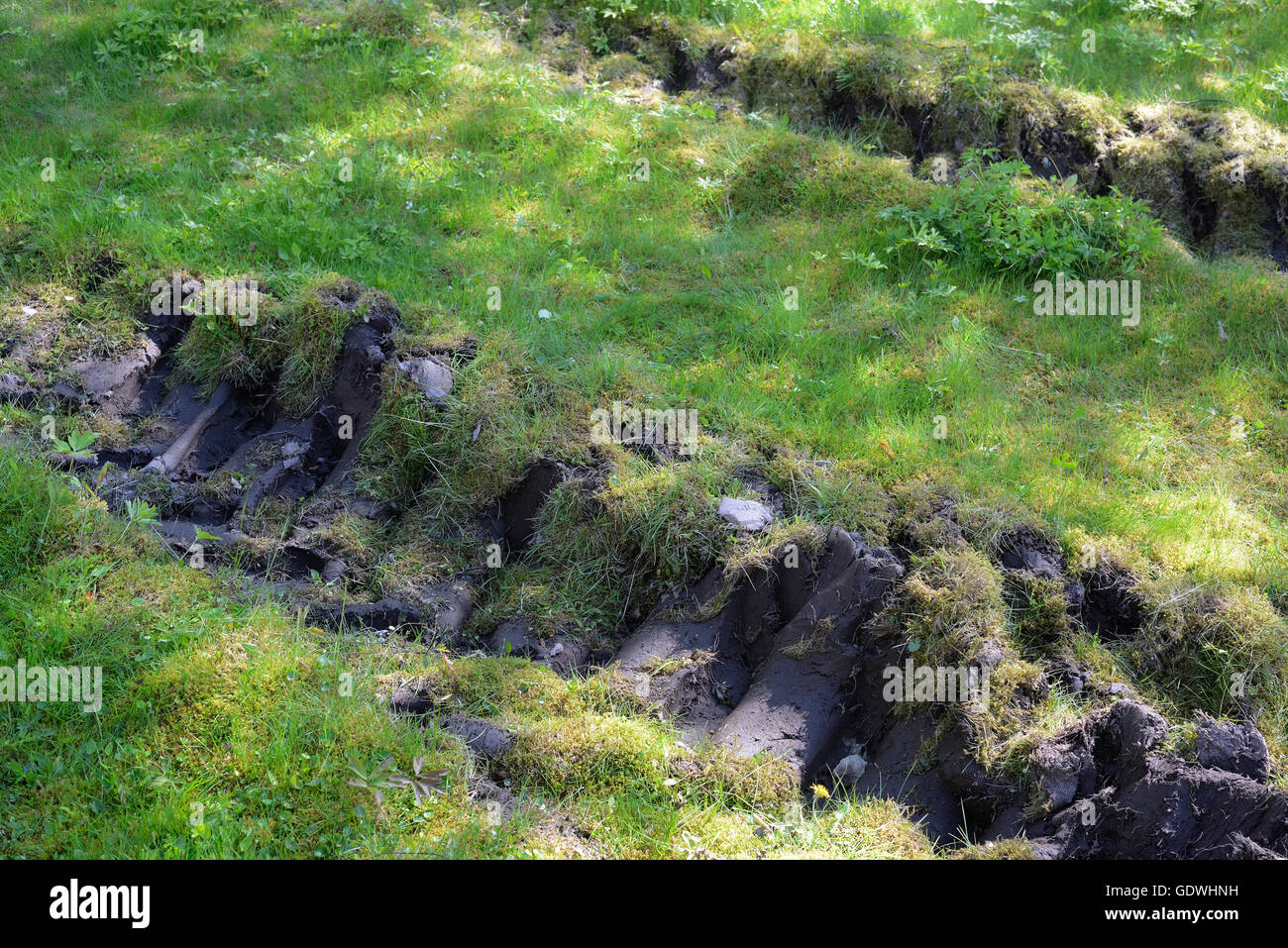 wheeled tractor trail in the forest, horizontal Stock Photo - Alamy