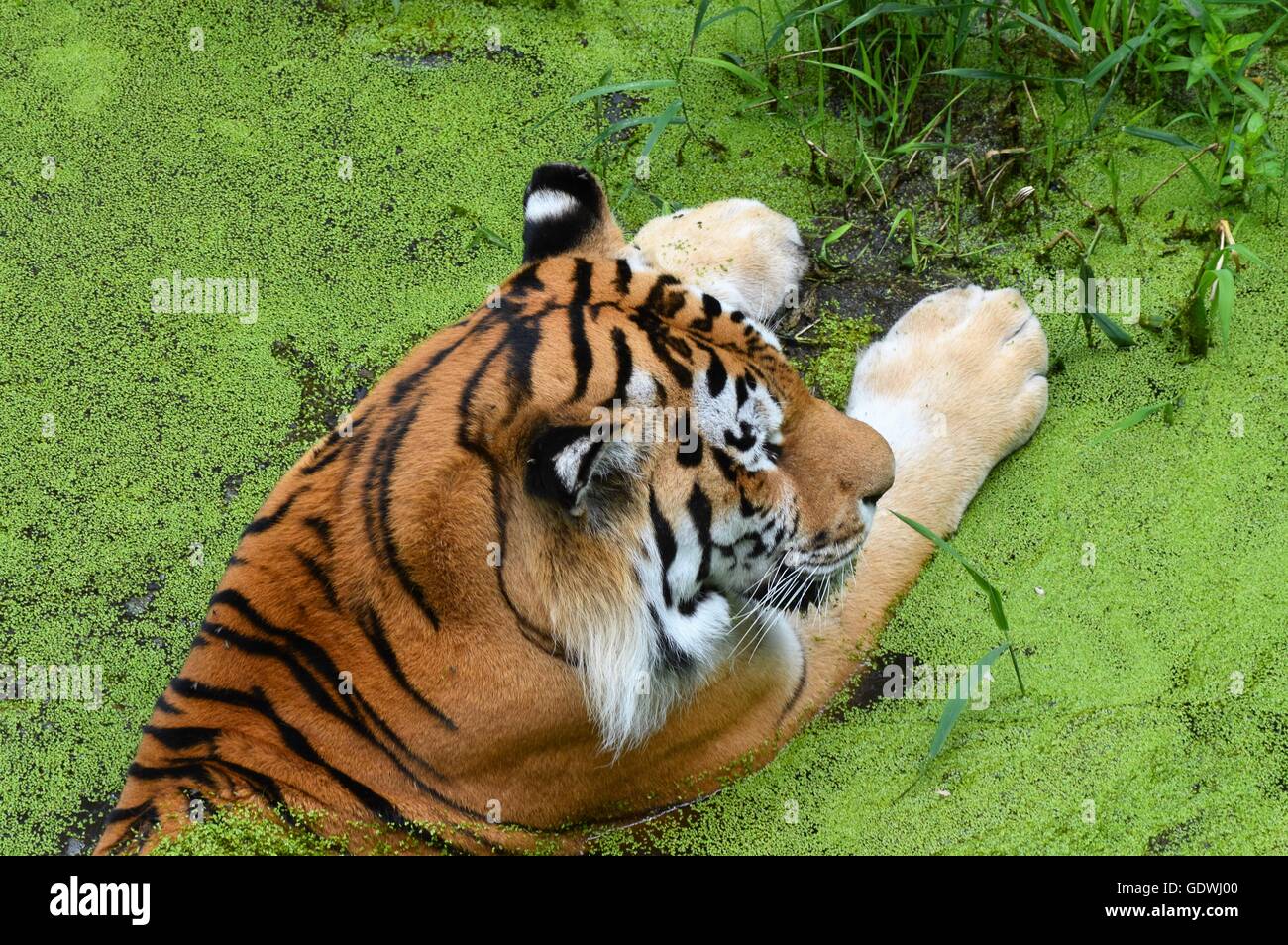 Tiger soaking in the water Stock Photo - Alamy