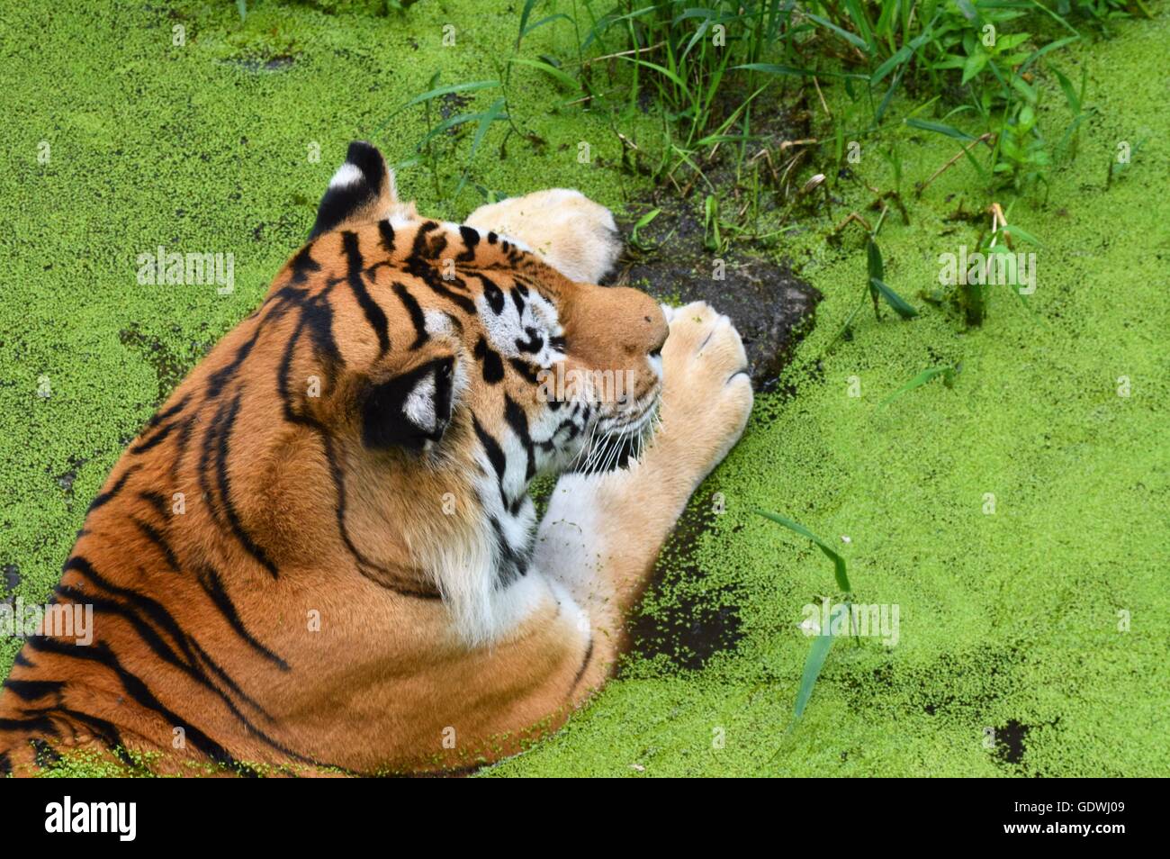 Tiger soaking in the water Stock Photo - Alamy
