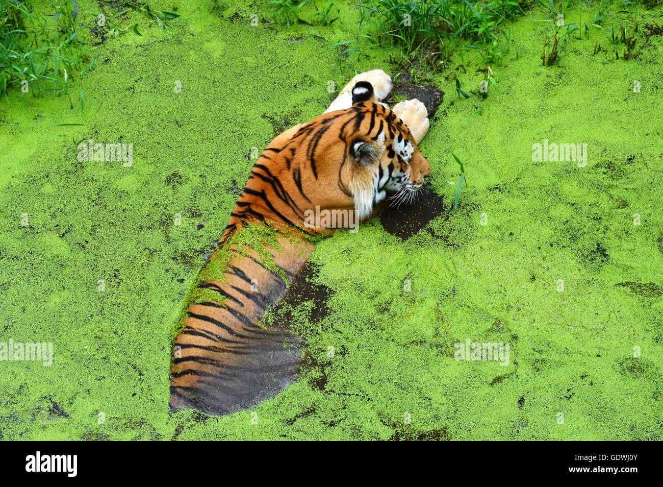 Tiger soaking in the water Stock Photo - Alamy