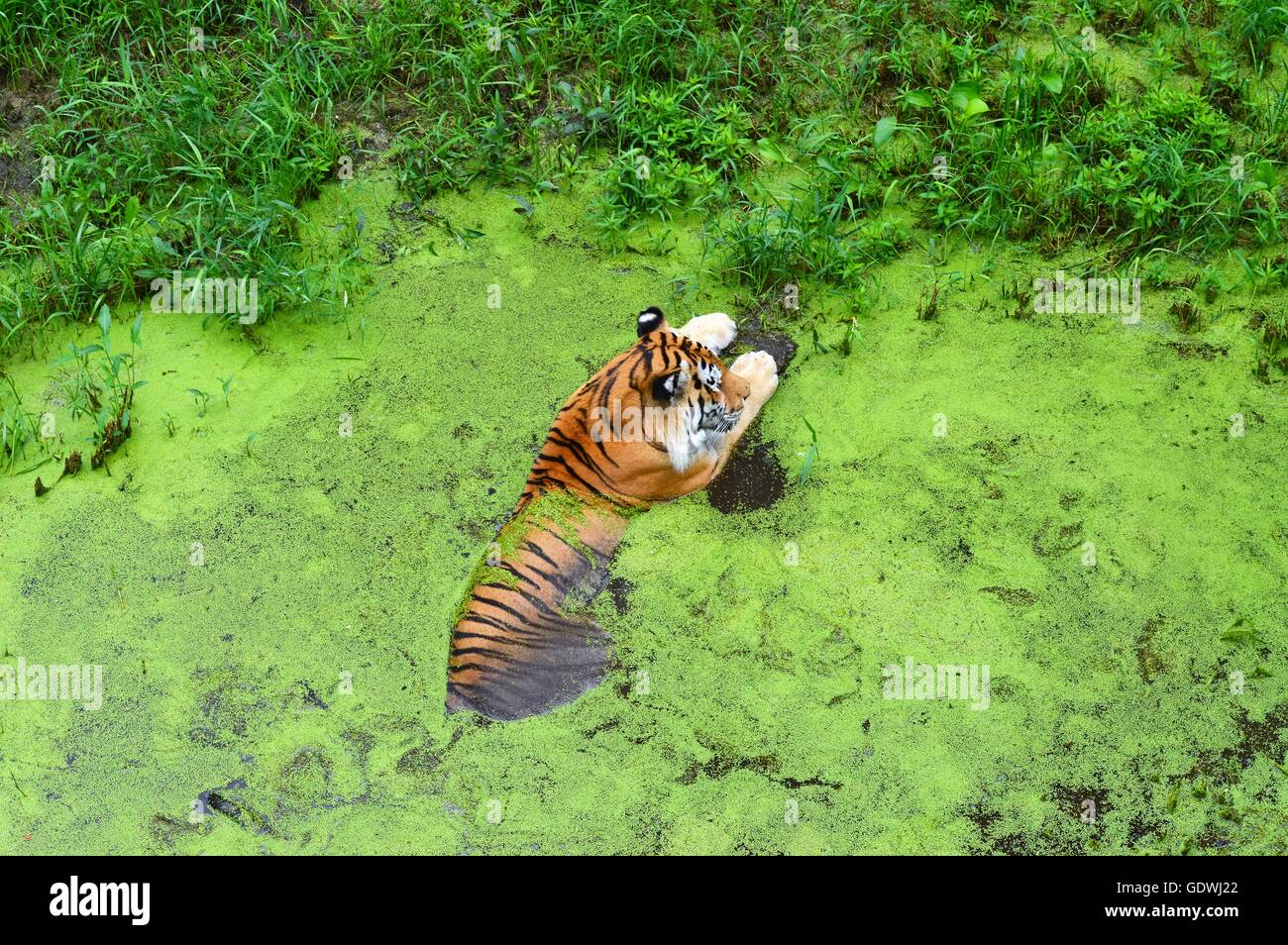 Tiger soaking in the water Stock Photo - Alamy