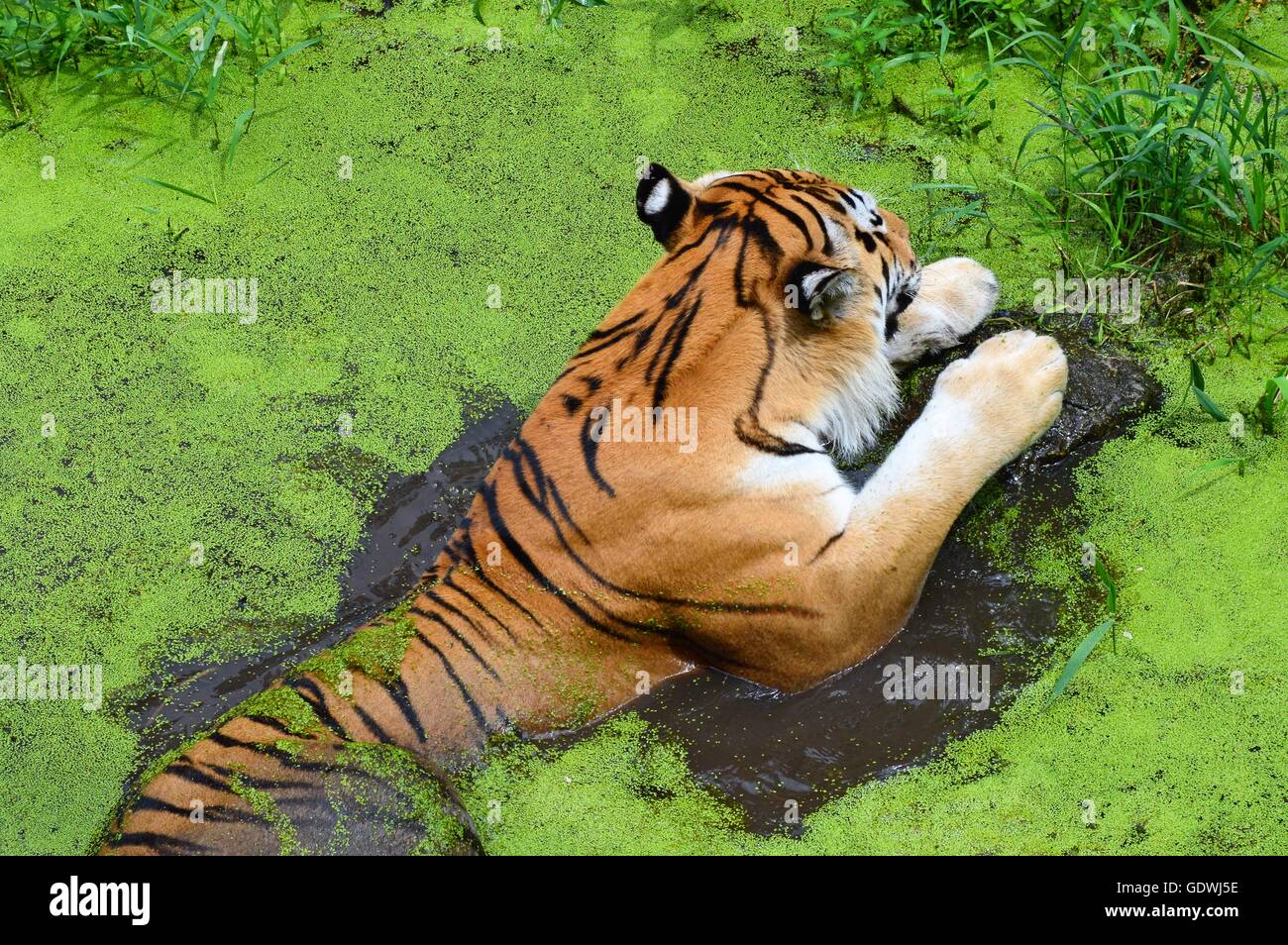 Tiger soaking in the water Stock Photo - Alamy