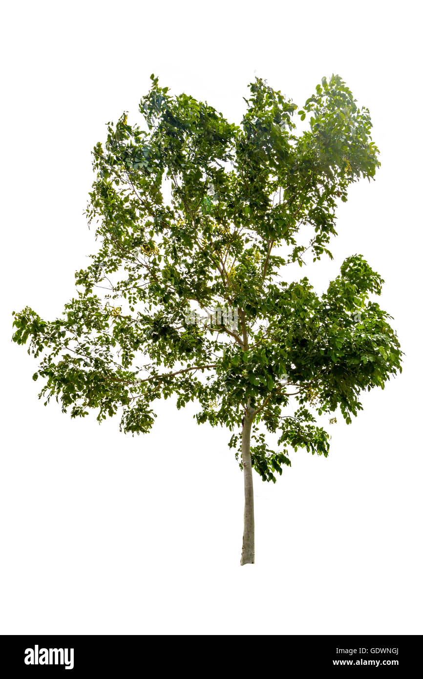 Big tree isolated on white background Stock Photo - Alamy