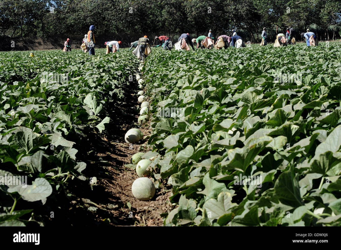 Nicaraguan workers in Costa Rica Stock Photo - Alamy