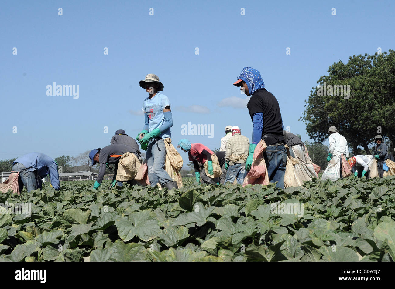 Nicaraguan workers in Costa Rica Stock Photo - Alamy