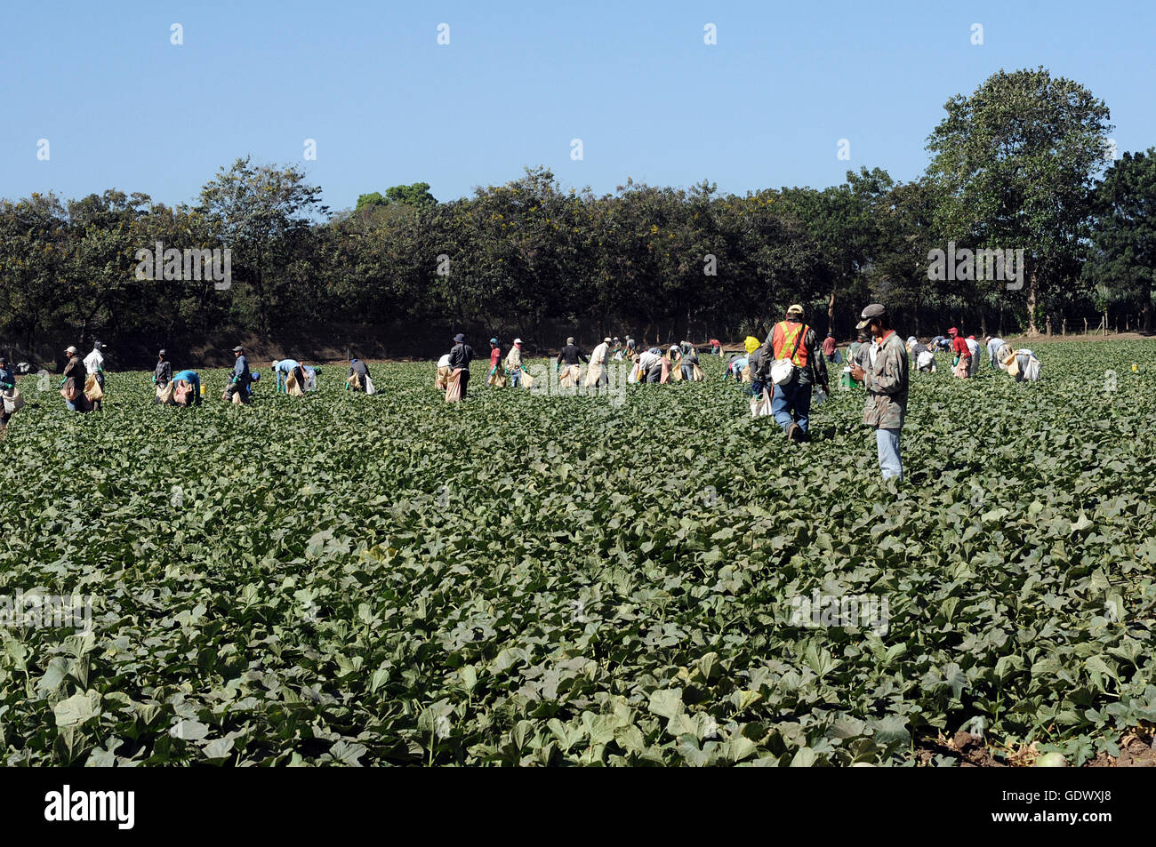 Nicaraguan workers in Costa Rica Stock Photo - Alamy