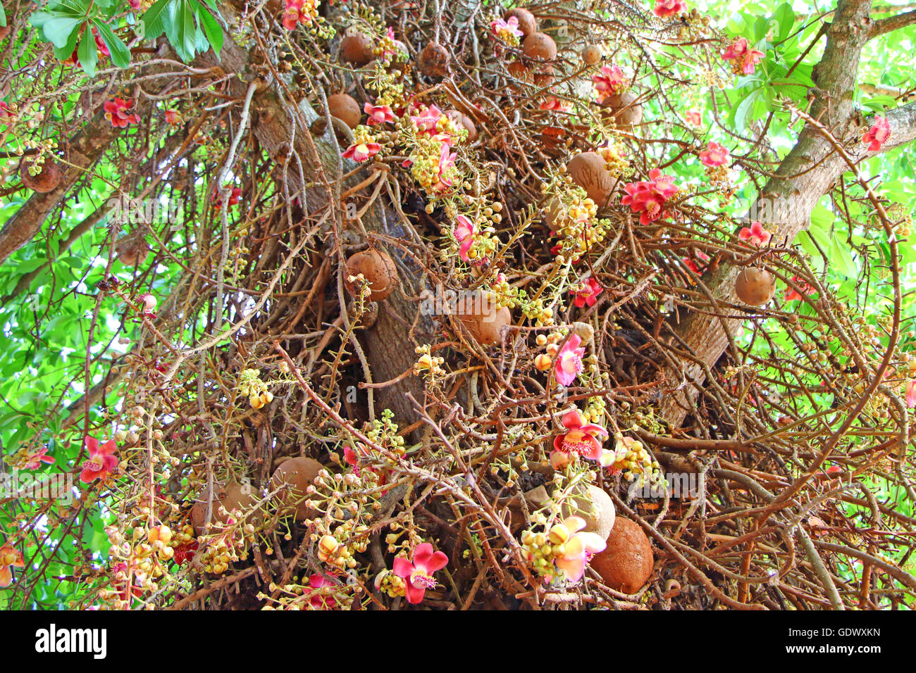 India ball hi-res stock photography and images - Alamy