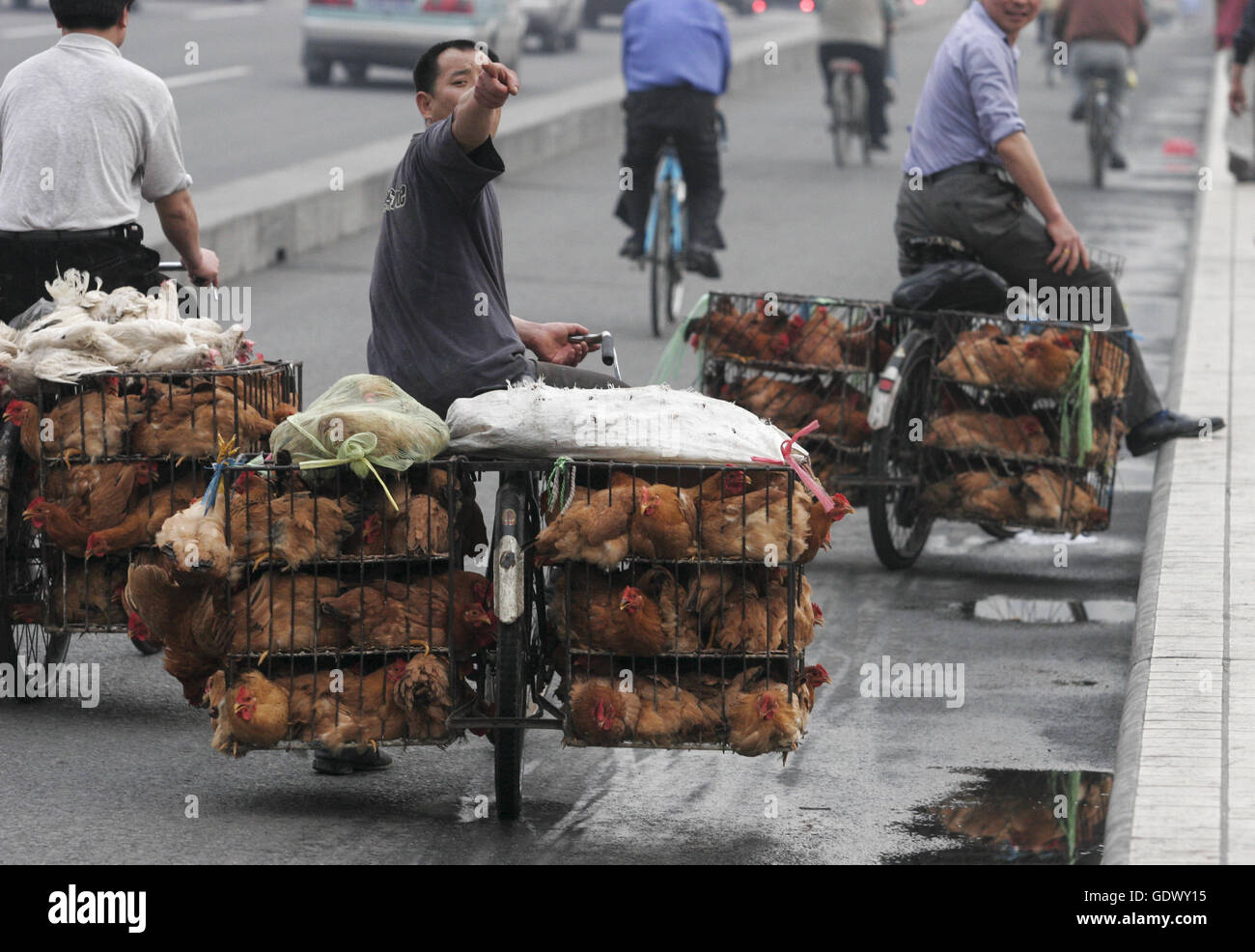 Worker carries chickens with bicycle hi-res stock photography and ...