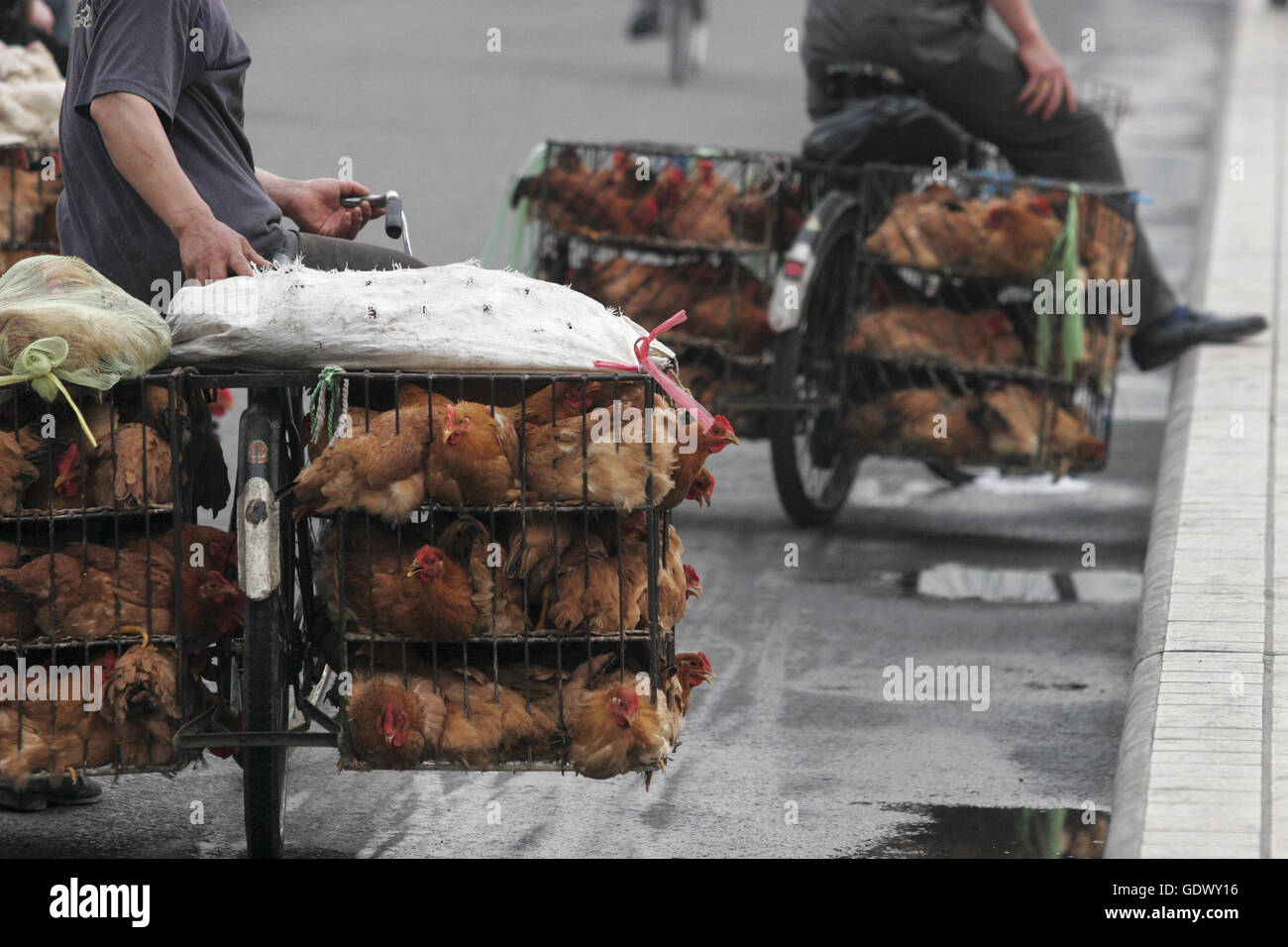 Worker carries chickens with bicycle hi-res stock photography and ...