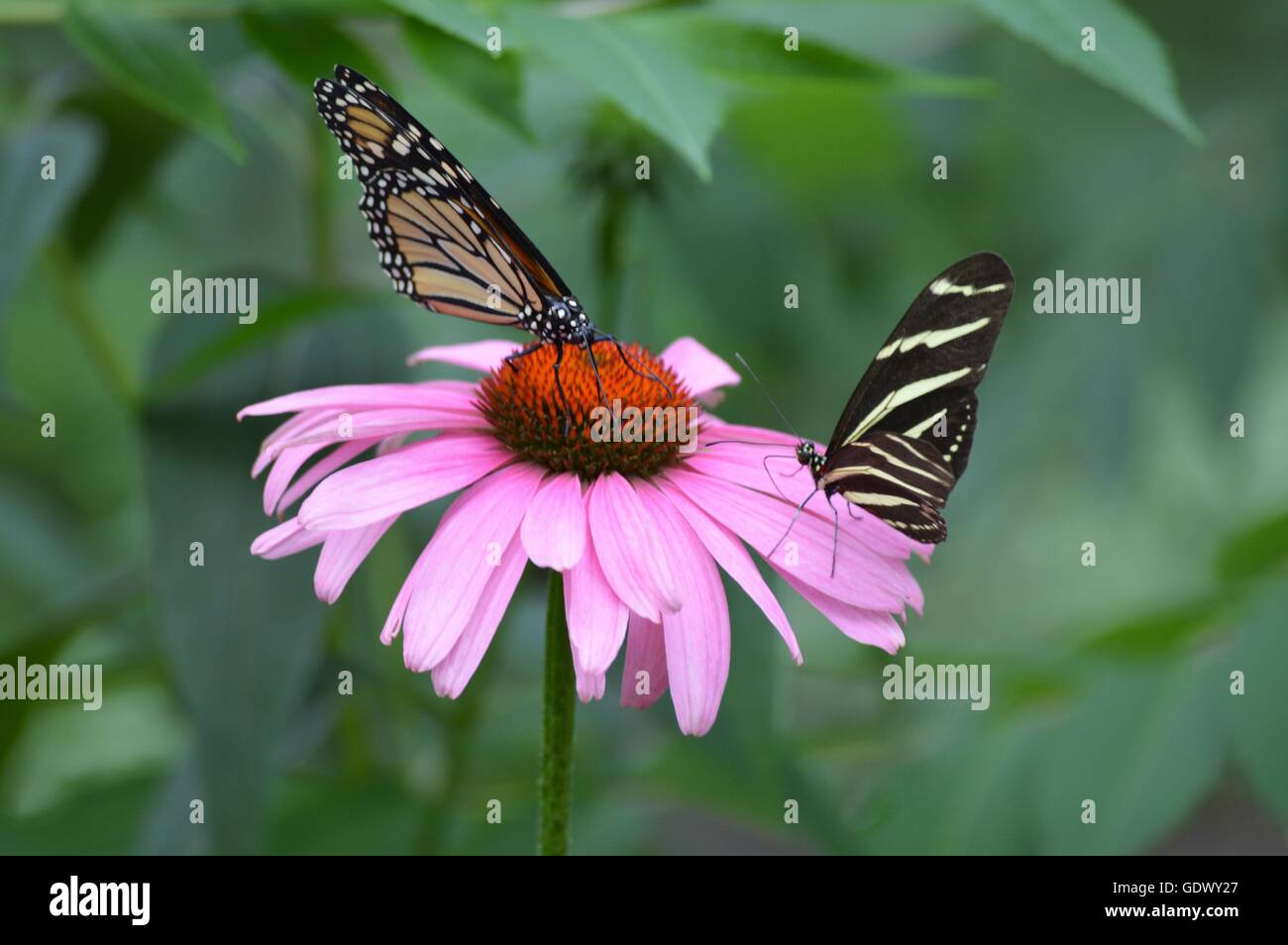Monarch butterfly on a coneflower Stock Photo - Alamy
