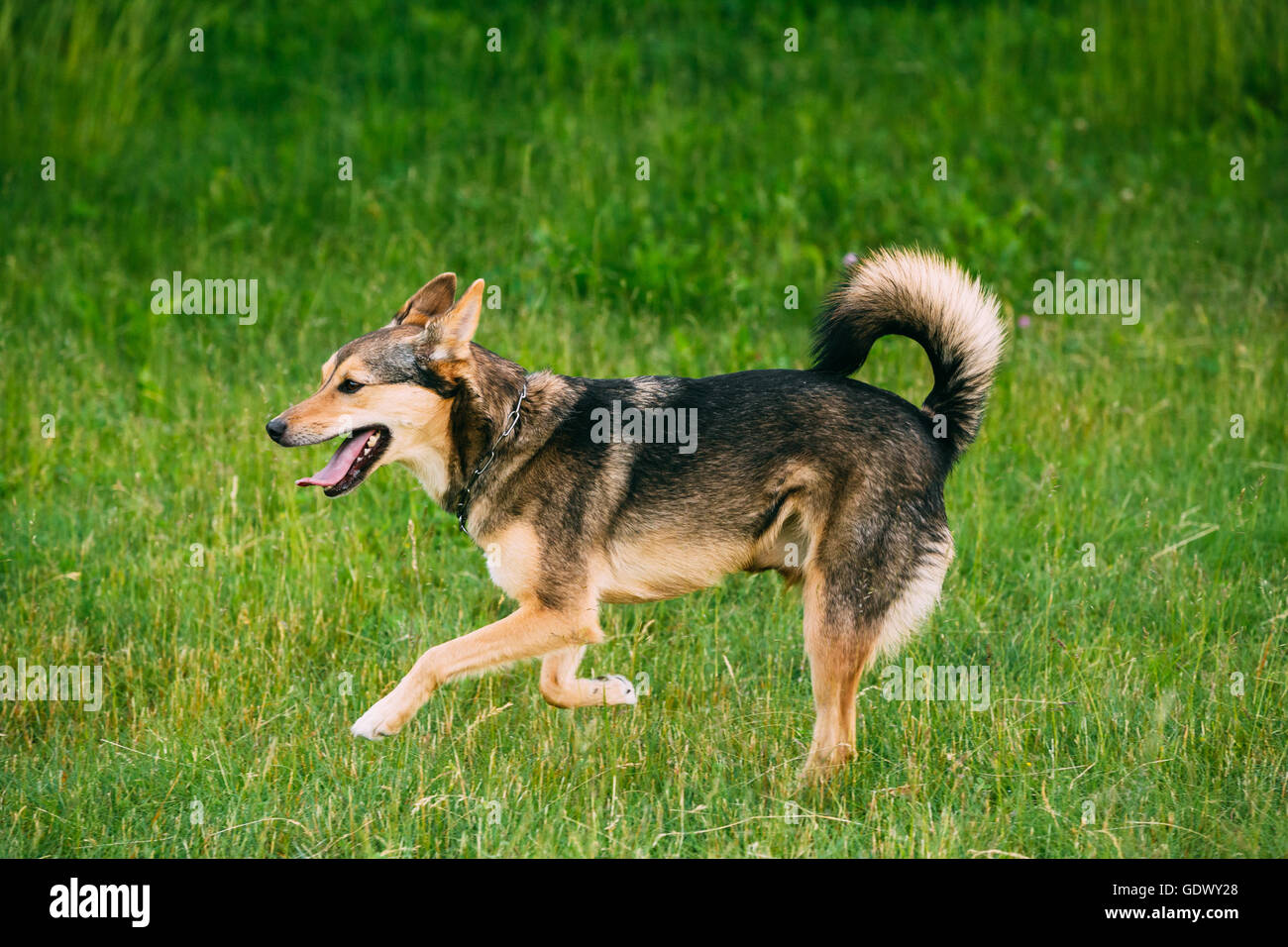 Three legged dog hi-res stock photography and images - Alamy