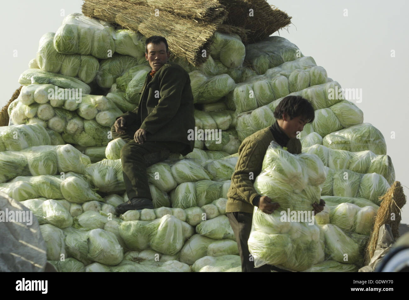 Two workers transport cabbage at a market Stock Photo - Alamy