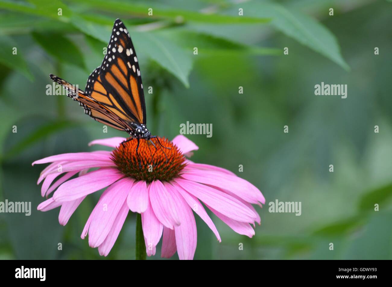 Monarch butterfly on a coneflower Stock Photo - Alamy
